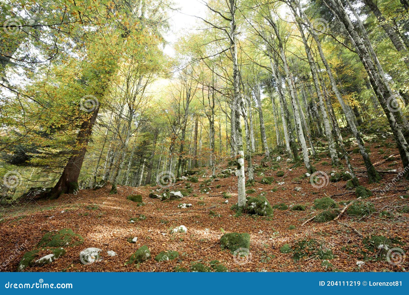 Foliage Inside an Italian Forest at Fall Stock Image - Image of ...