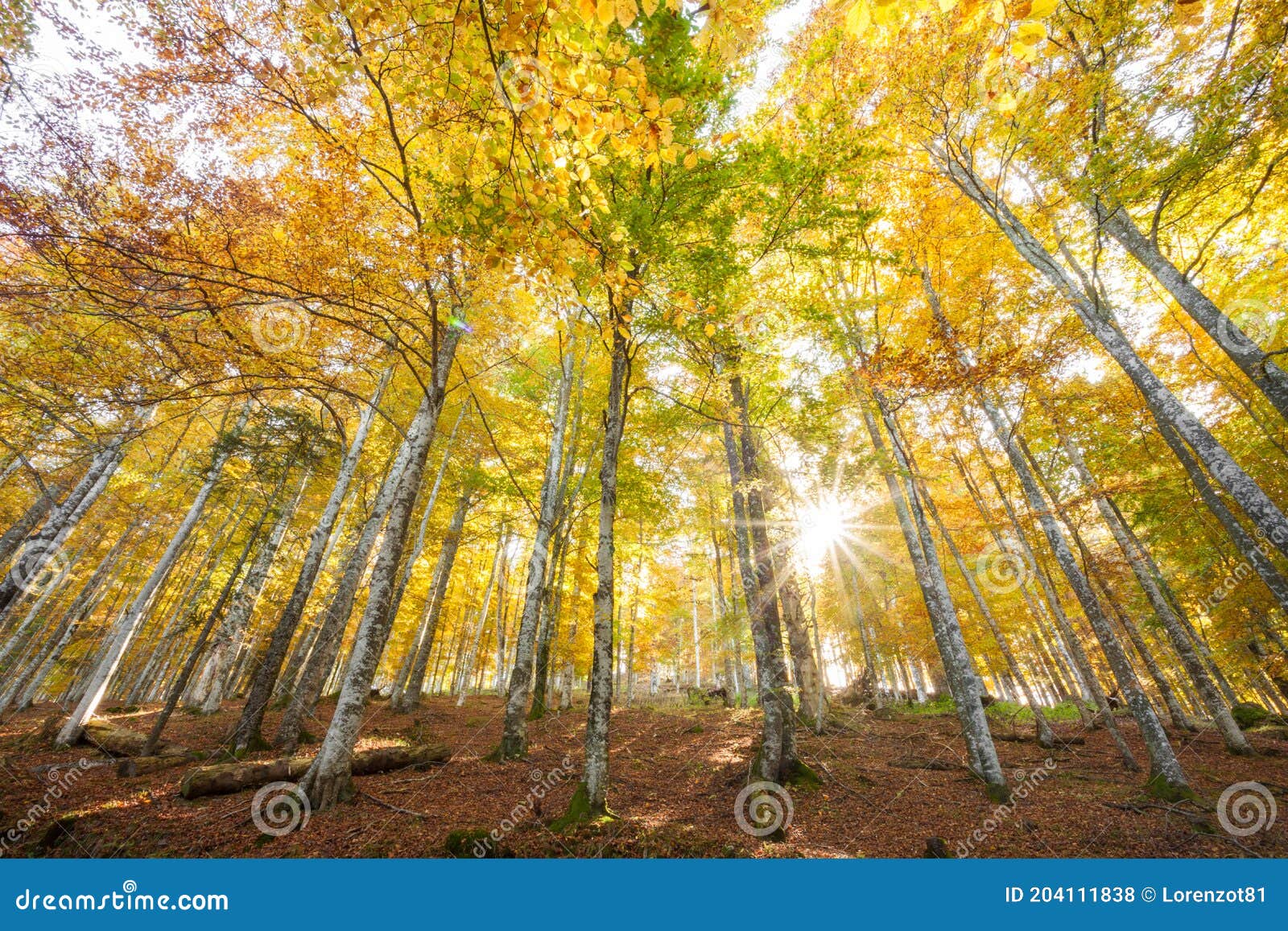 Foliage Inside an Italian Forest at Fall Stock Photo - Image of ...