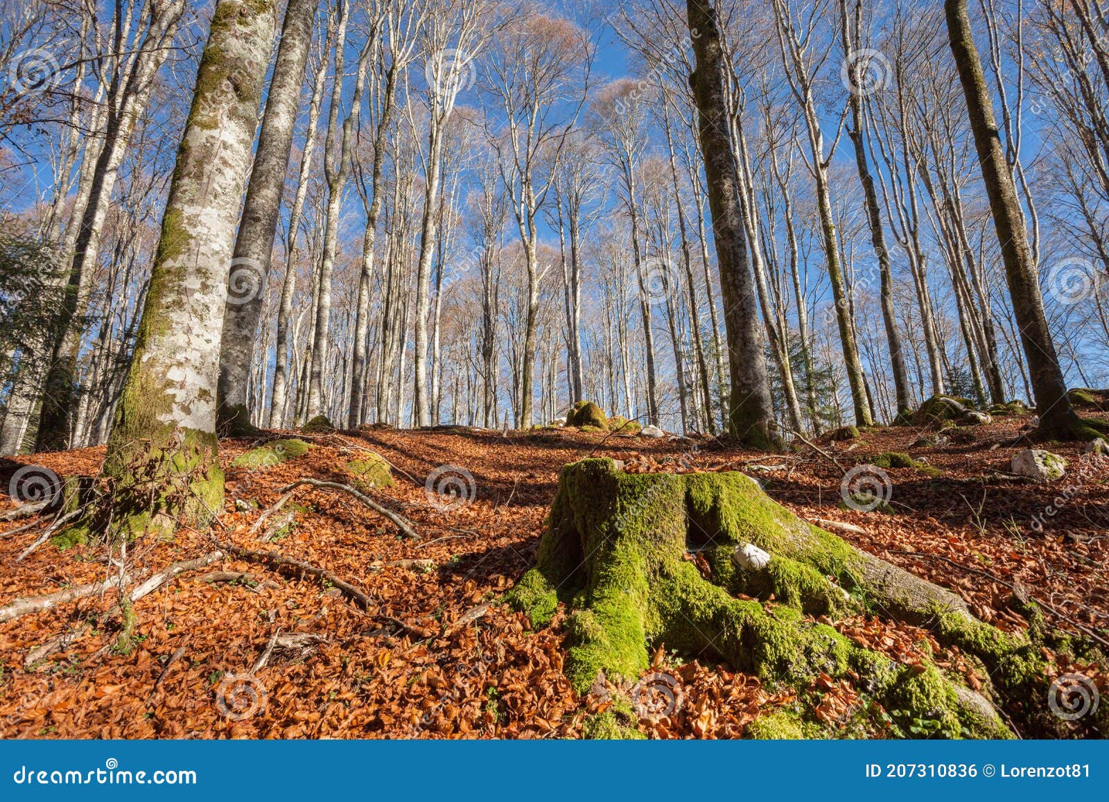 Foliage Inside an Italian Forest at Fall Stock Photo - Image of foliage ...