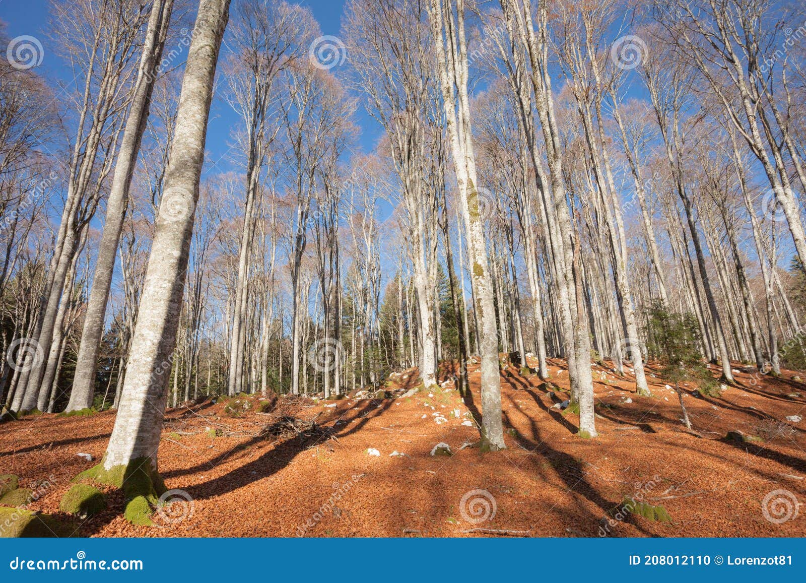 Foliage Inside an Italian Forest at Fall Stock Photo - Image of valley ...