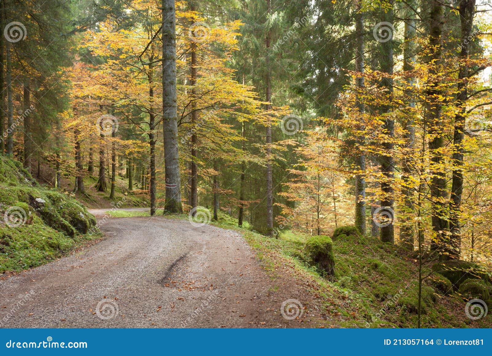 Foliage Inside an Italian Forest at Fall Stock Photo - Image of scene ...