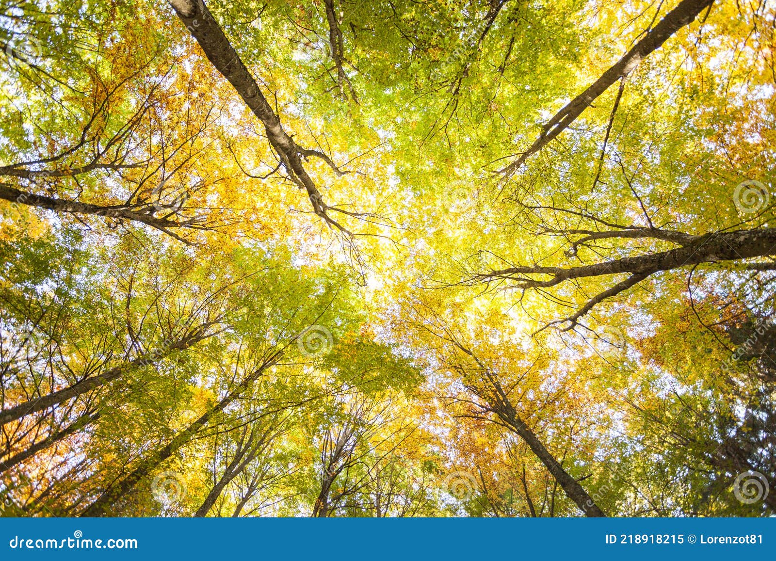 Foliage Inside an Italian Forest at Fall Stock Image - Image of woods ...