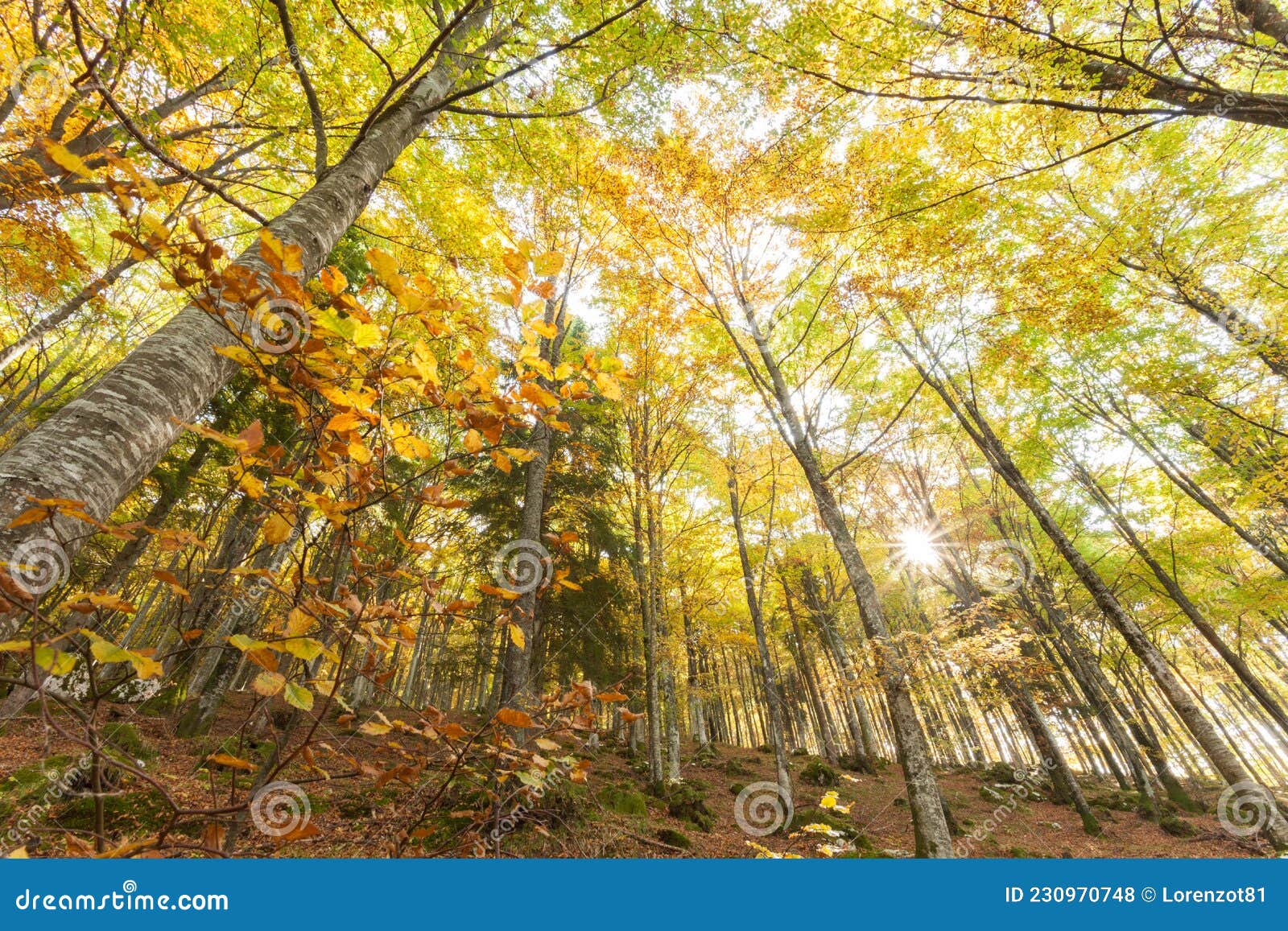 Foliage Inside an Italian Forest at Fall Stock Photo - Image of ...