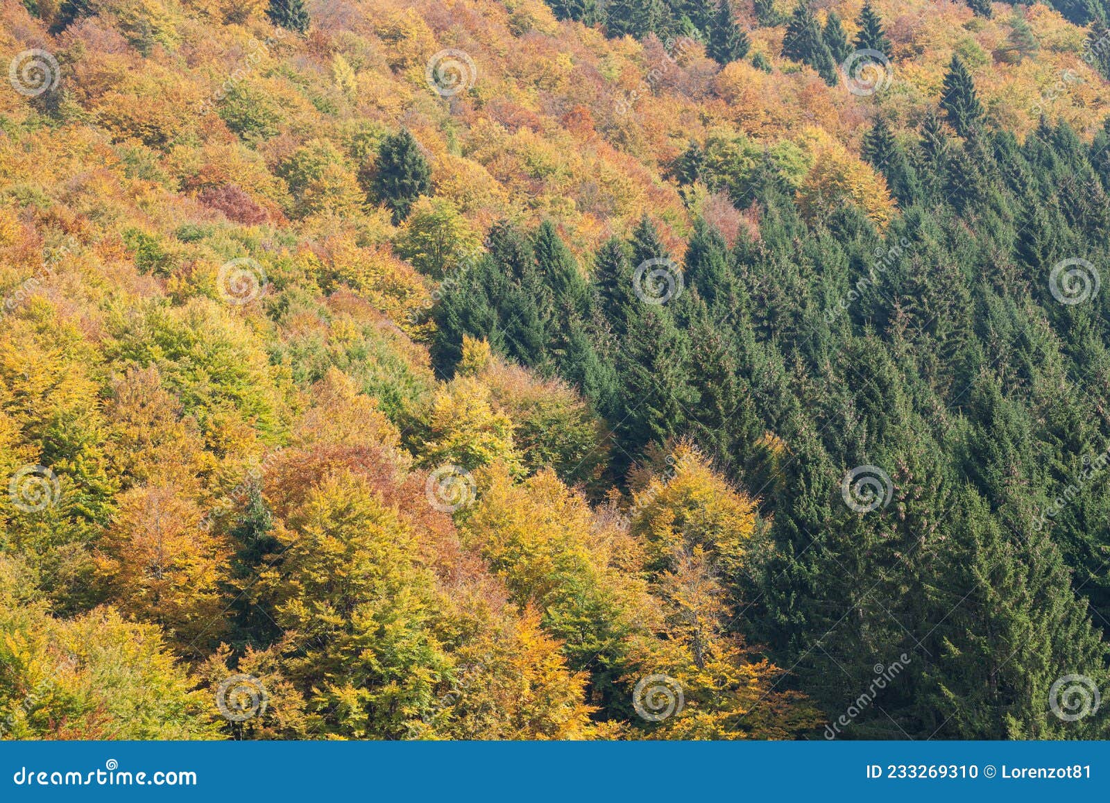Foliage Inside an Italian Forest at Fall Stock Photo - Image of italian ...