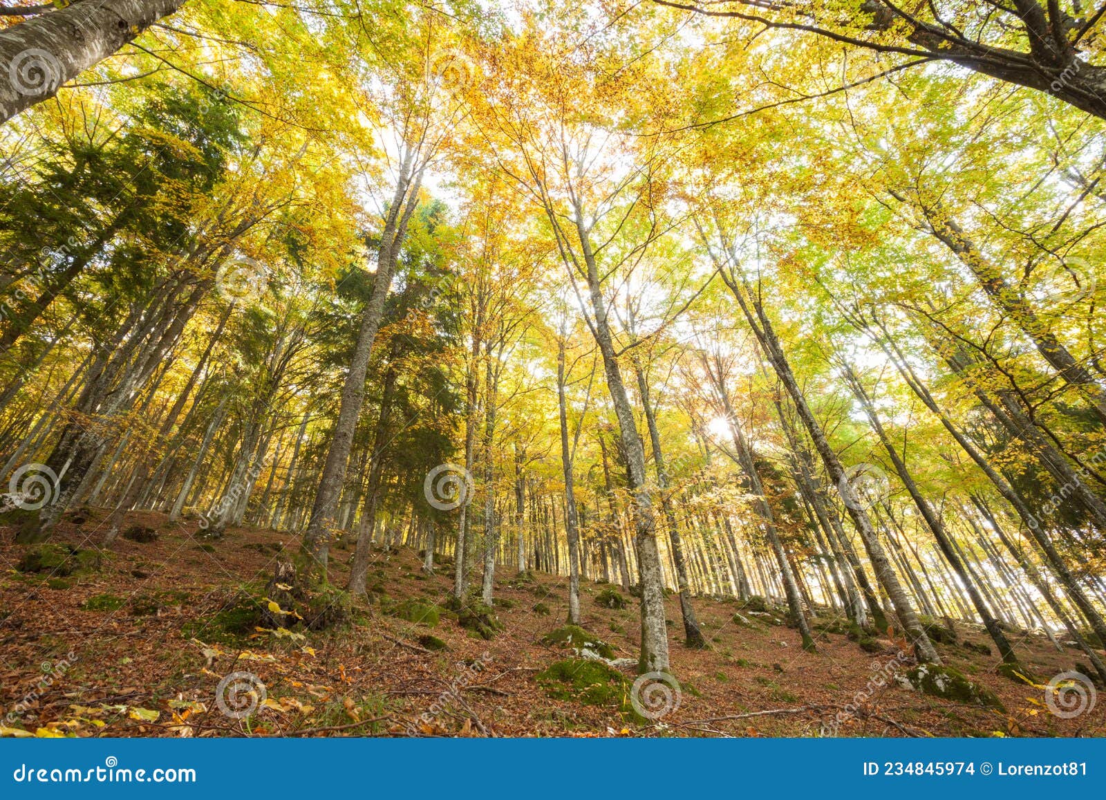 Foliage Inside an Italian Forest at Fall Stock Photo - Image of birch ...