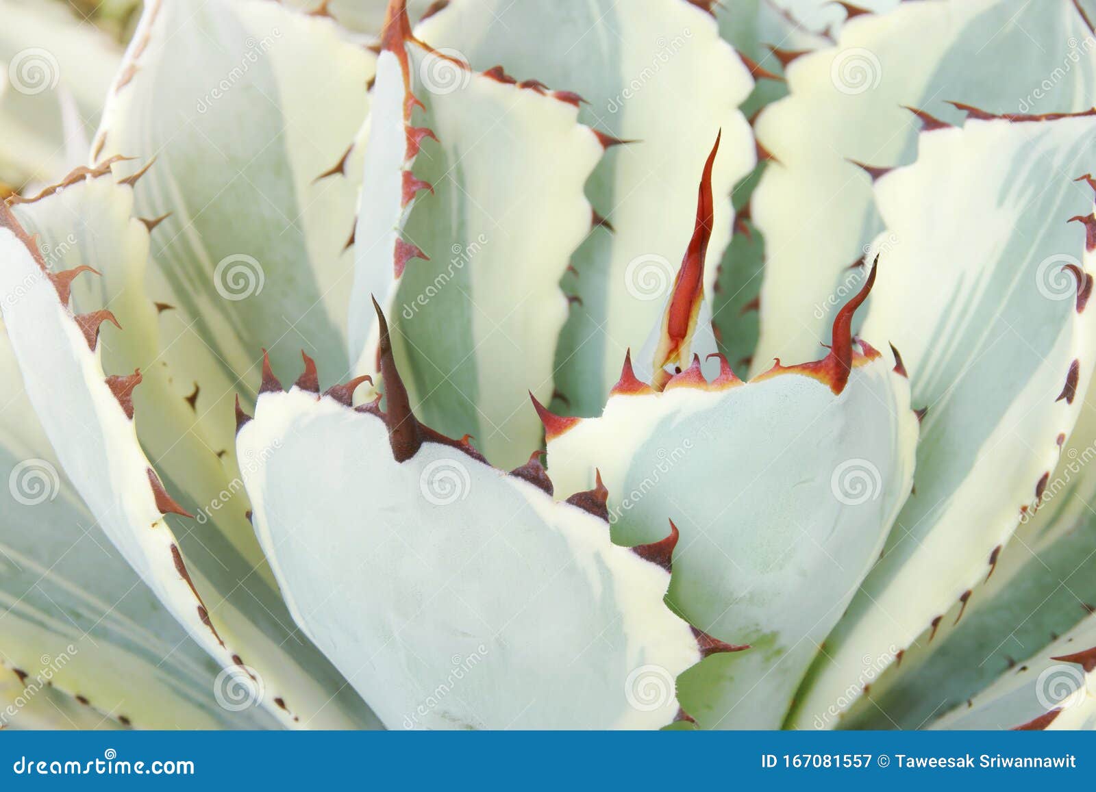 Foliage Leaves of Agave Plant Natural Pattern Background Stock Image ...