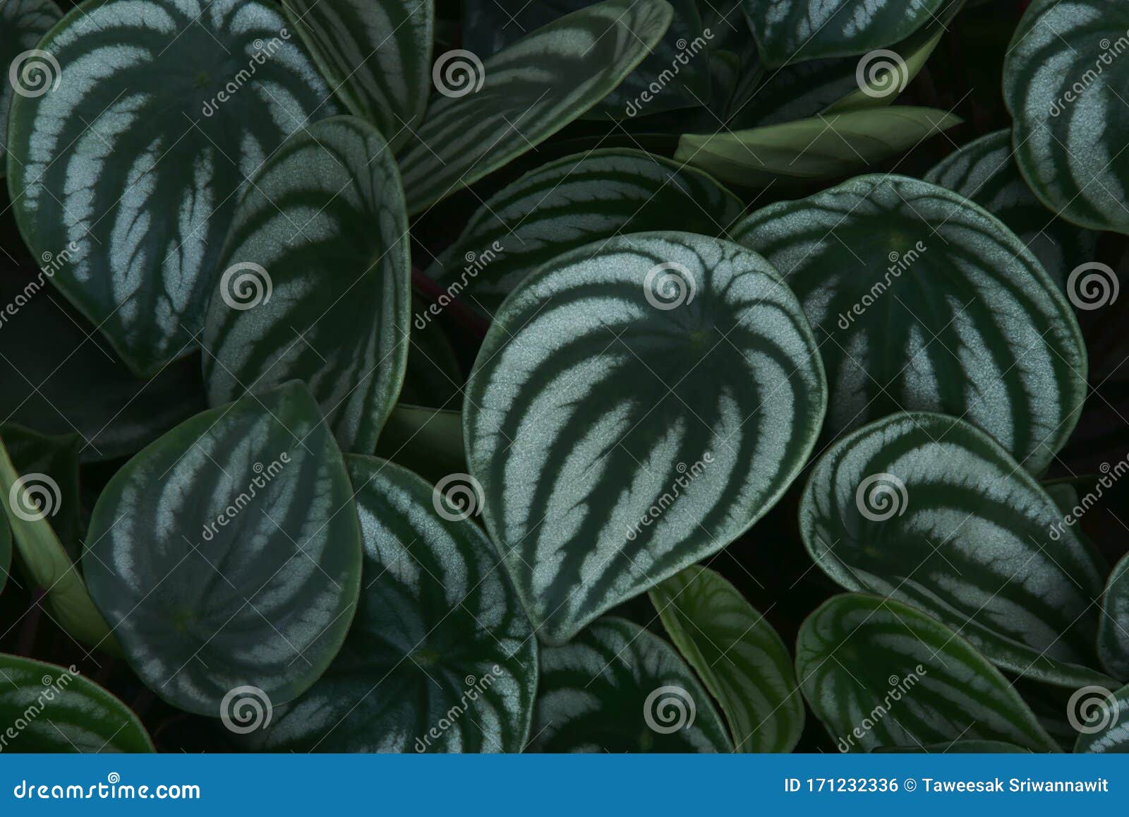 Foliage Leaves of Watermelon Peperomia Plant Natural Pattern Background ...