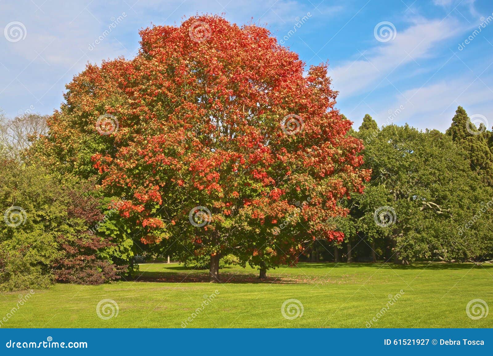 Foliage maple tree stock image. Image of autumn, fall - 61521927