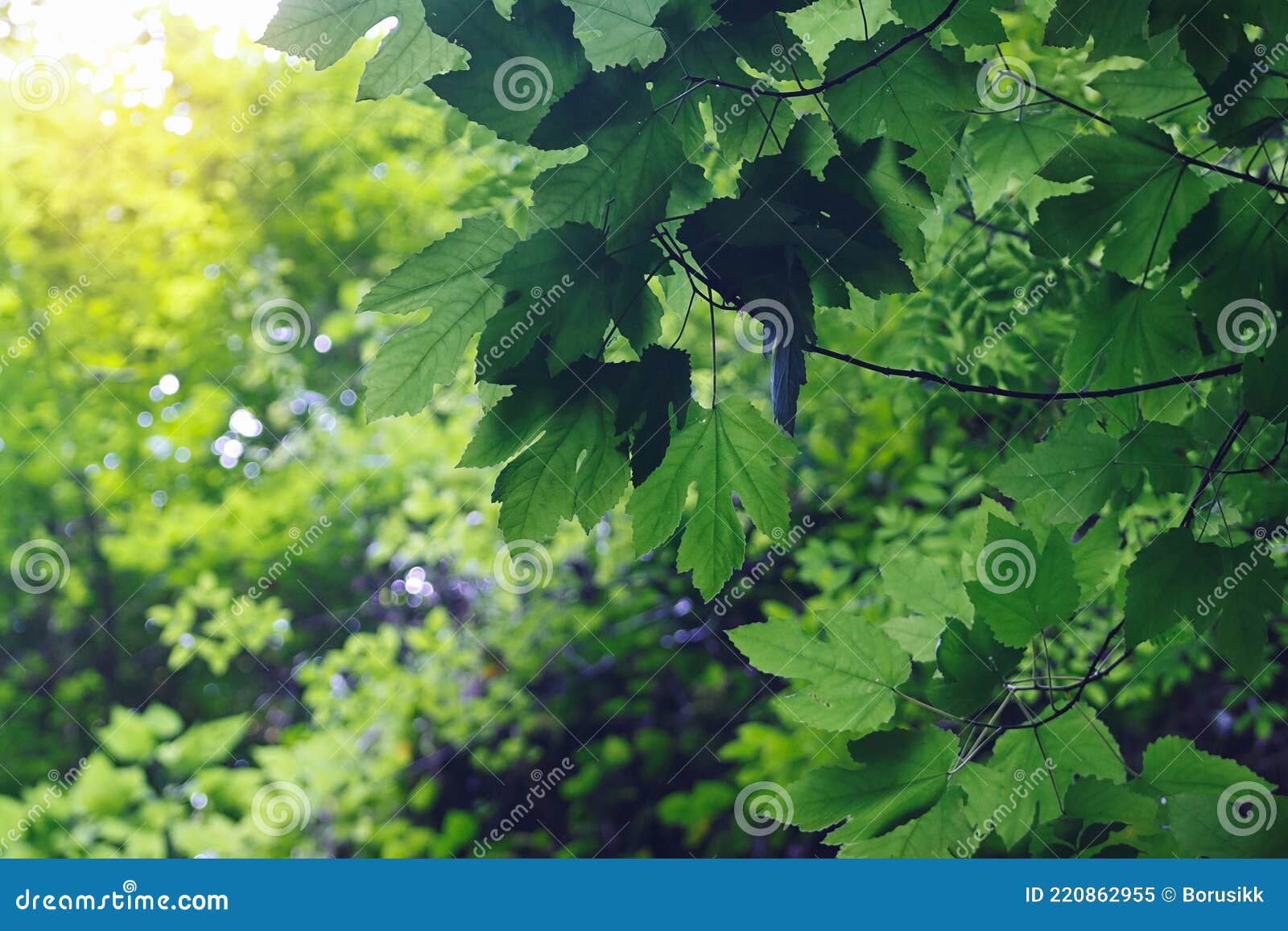 Punching Ray Stock Photos - Free & Royalty-Free Stock Photos from ...