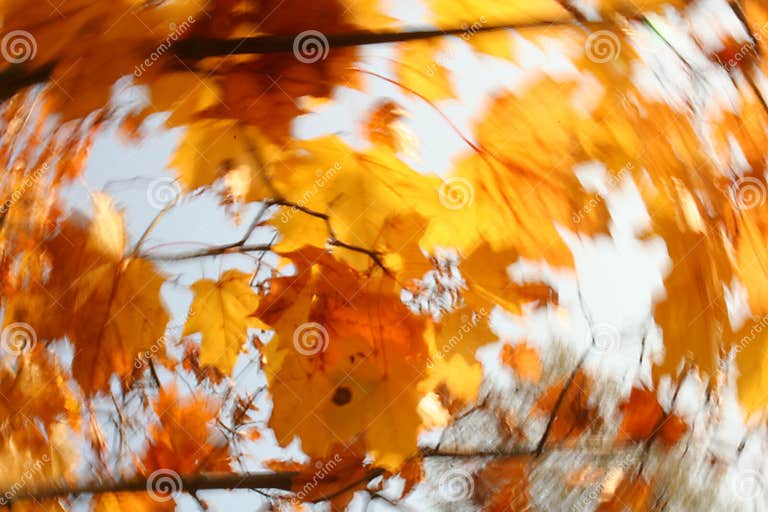 Foliage in movement stock image. Image of background, maples - 3294399