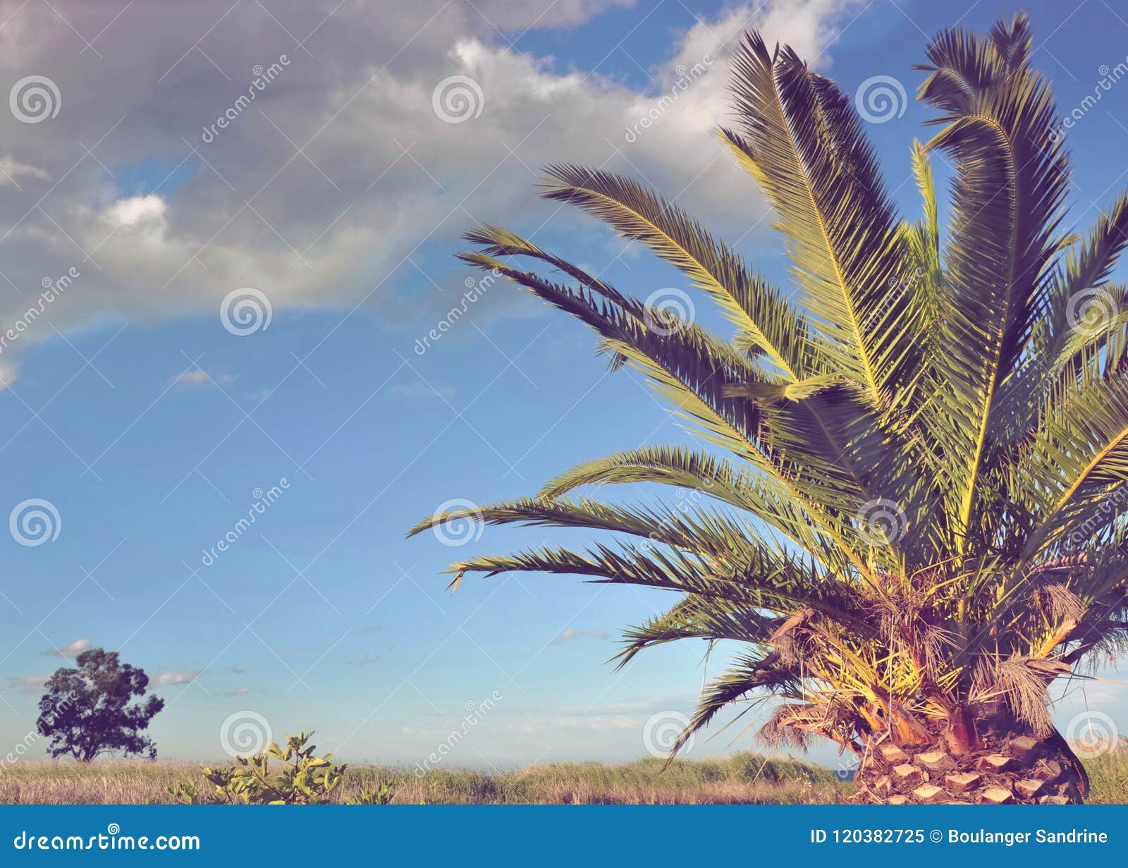 Foliage of a palm tree stock image. Image of leaf, coast - 120382725