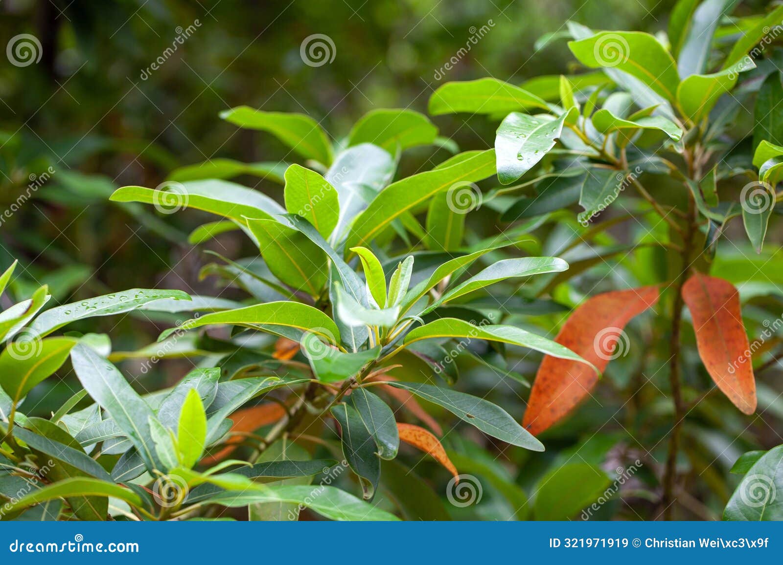 Foliage of a Persea Indica Tree Stock Image - Image of spain, park ...