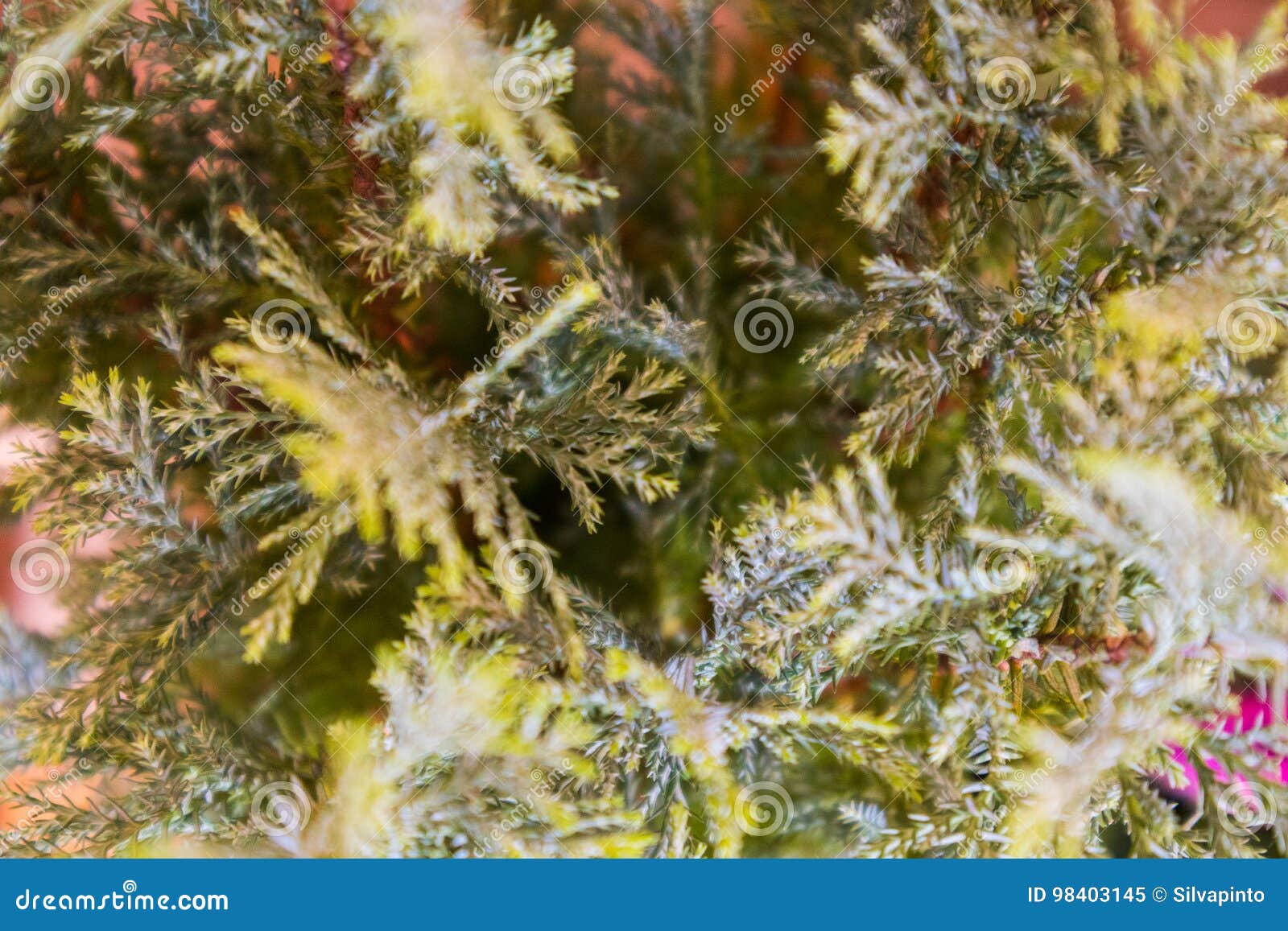 Foliage of Pine Tree Seen from Above. Stock Image - Image of landscape ...