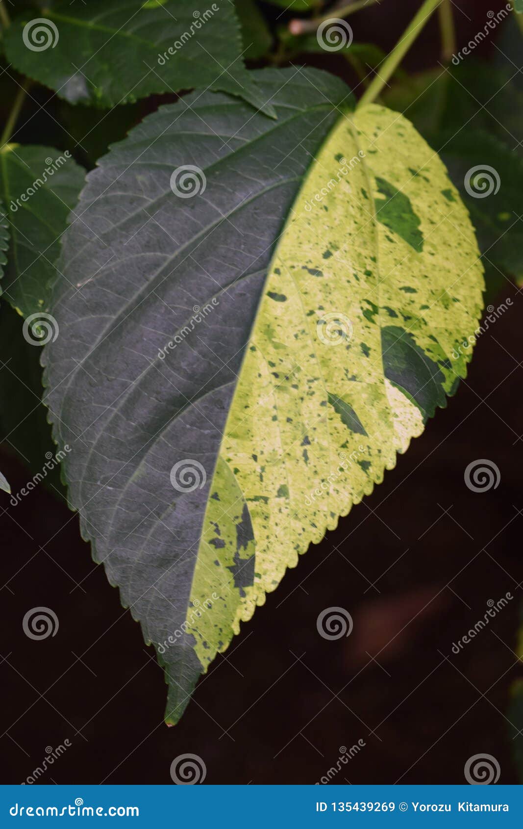 Acalypha Wilkesiana `Java White` Stock Image - Image of botanical ...