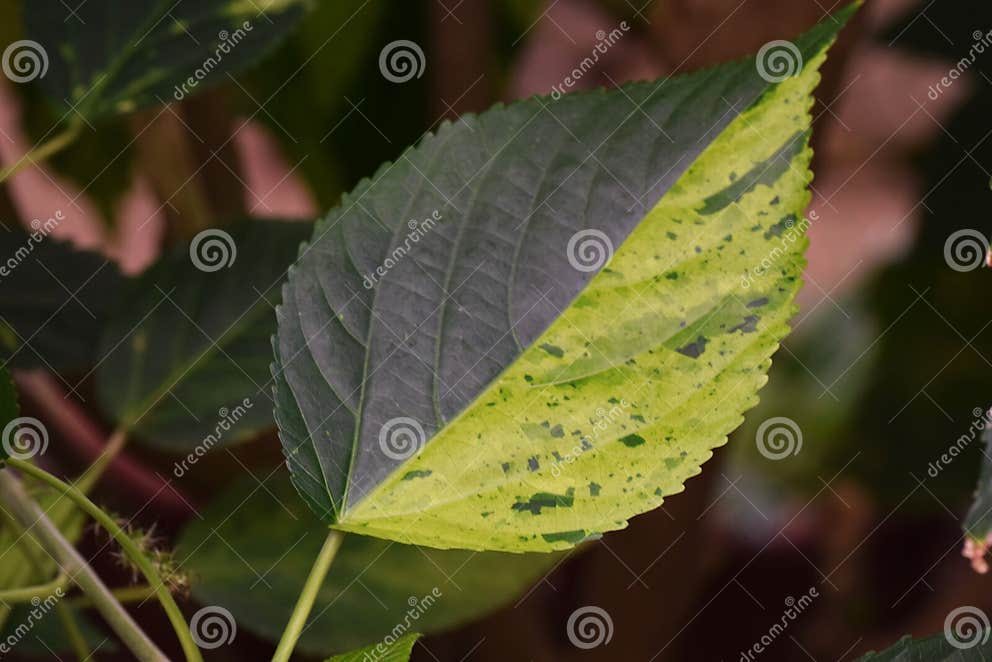 Acalypha Wilkesiana `Java White` Stock Image - Image of acalypha, shrub ...