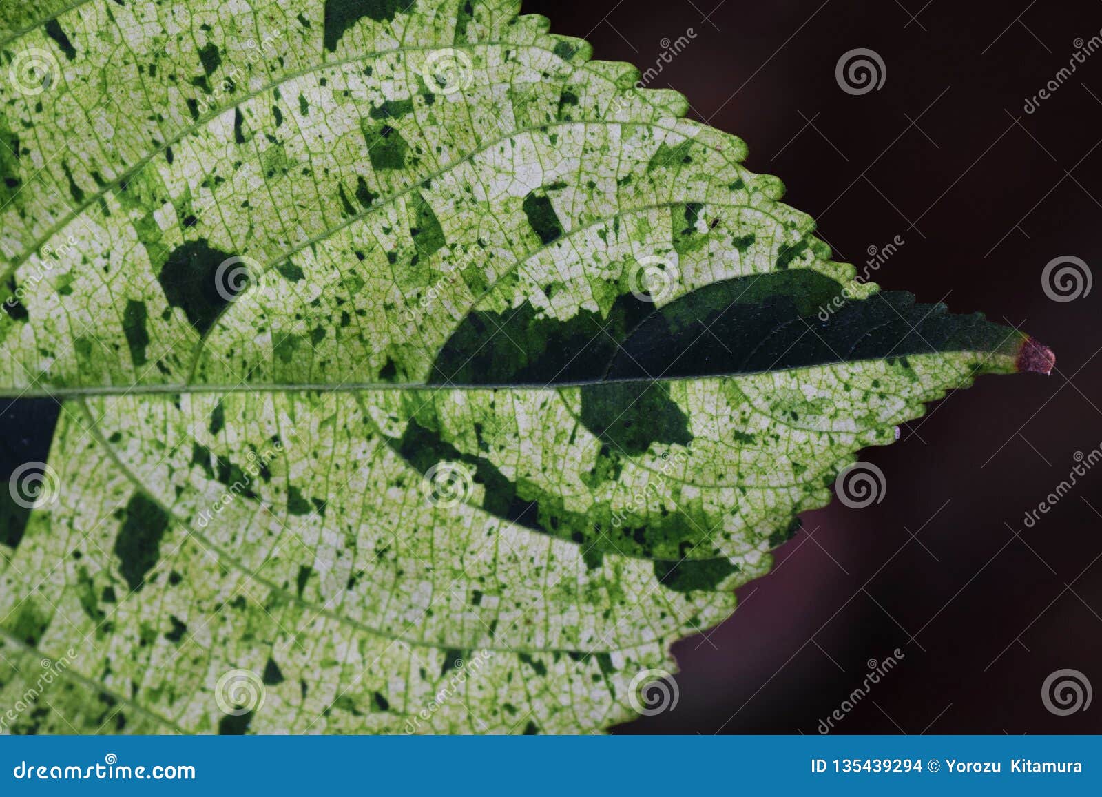 Acalypha Wilkesiana `Java White` Stock Photo - Image of natural ...