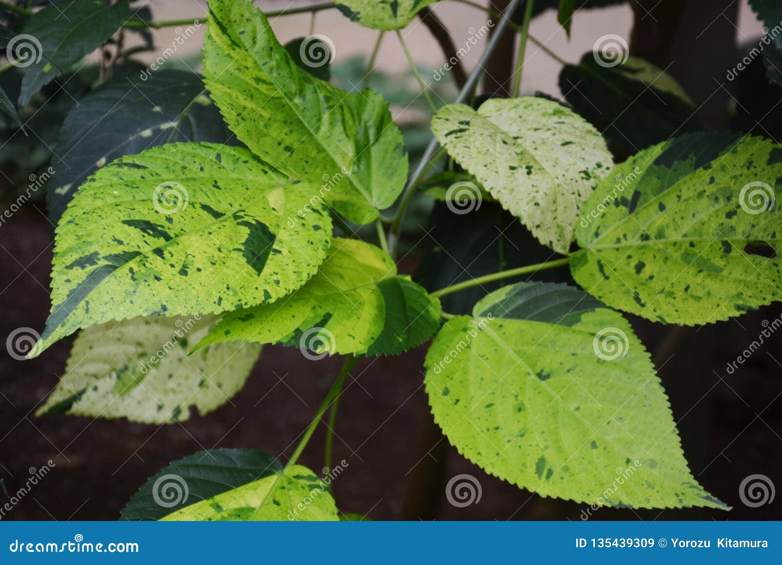 Acalypha Wilkesiana Java White