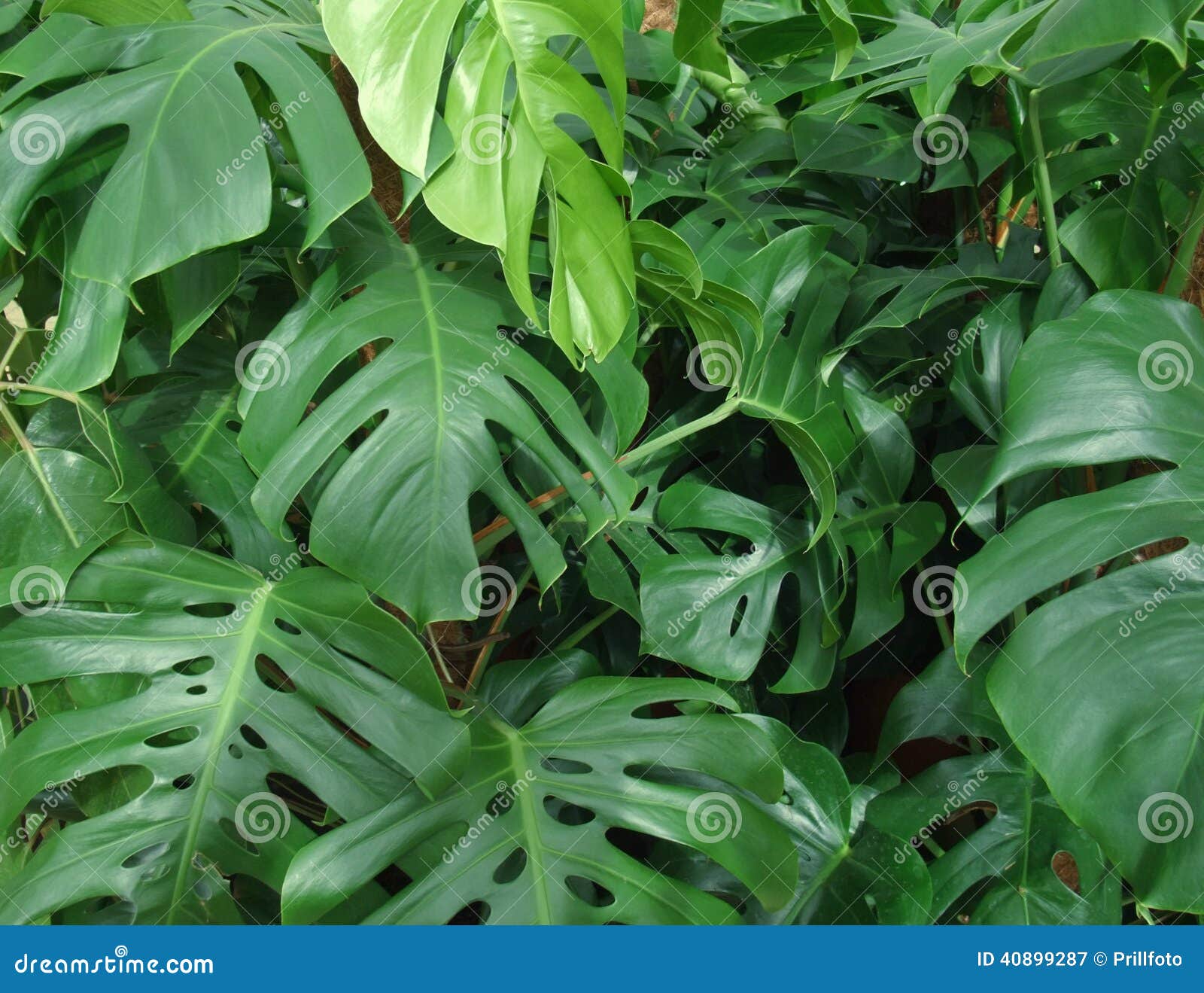 Foliage plants stock image. Image of plant, green, stalk - 40899287