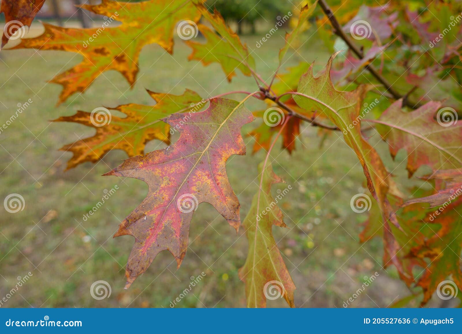 Foliage of Red Oak in October Stock Photo - Image of multicolored ...