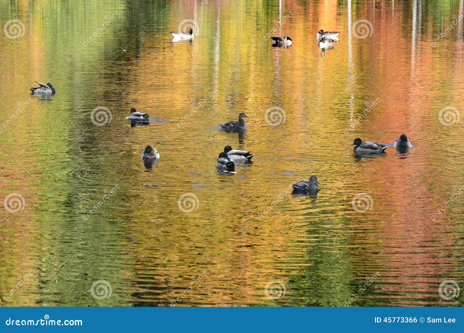 Foliage Reflected Onto Pond with Mallard Ducks and Canada Geese Stock ...
