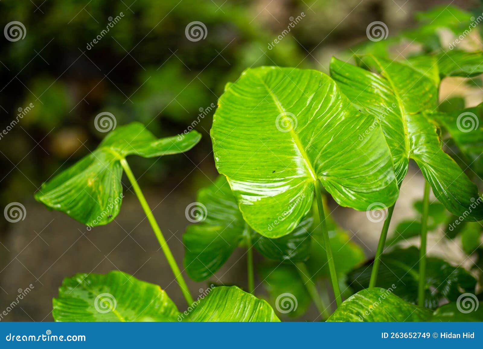 Foliage of Root Vegetable Colocasia Stock Image - Image of growing ...