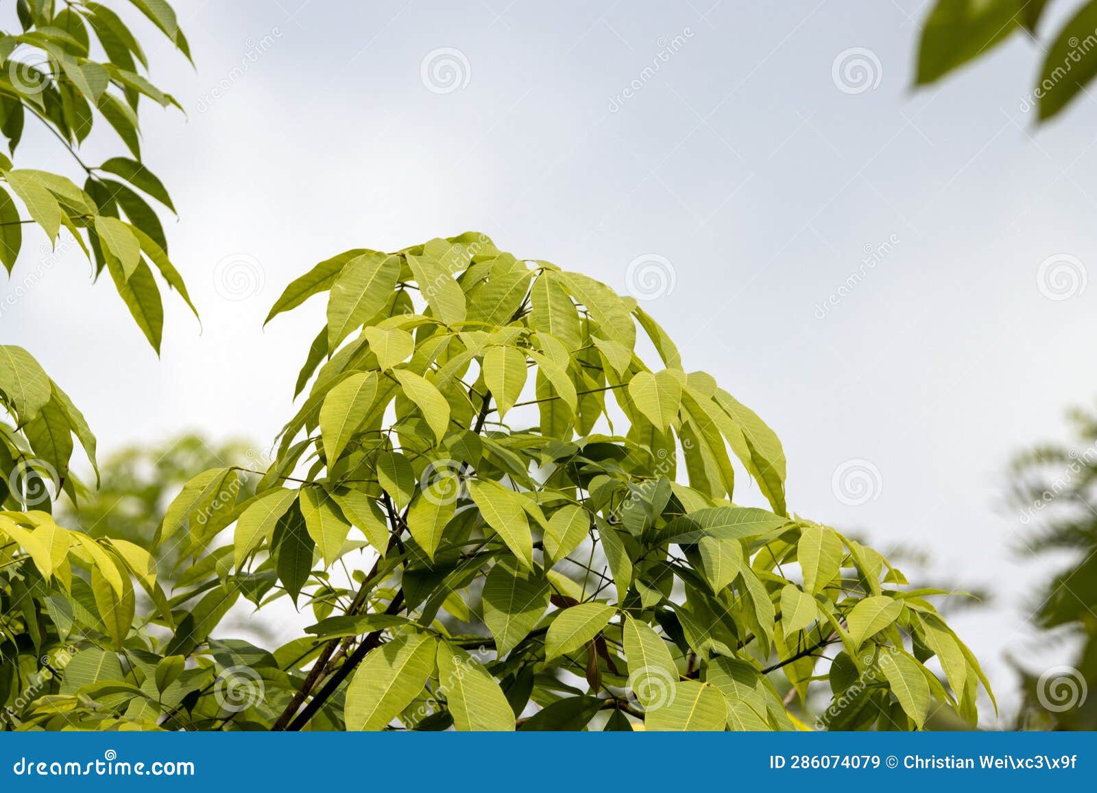 Foliage of a Rubber Tree, Hevea Brasiliensis Stock Image - Image of ...