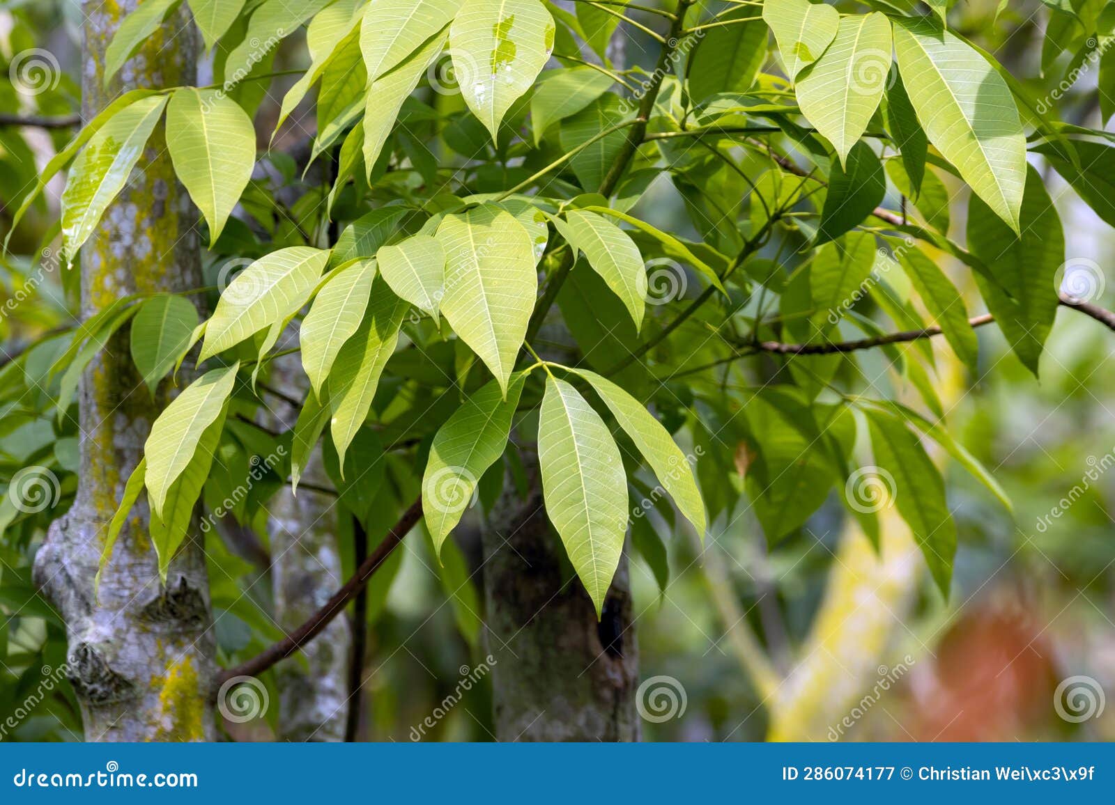 Foliage of a Rubber Tree, Hevea Brasiliensis Stock Image - Image of ...