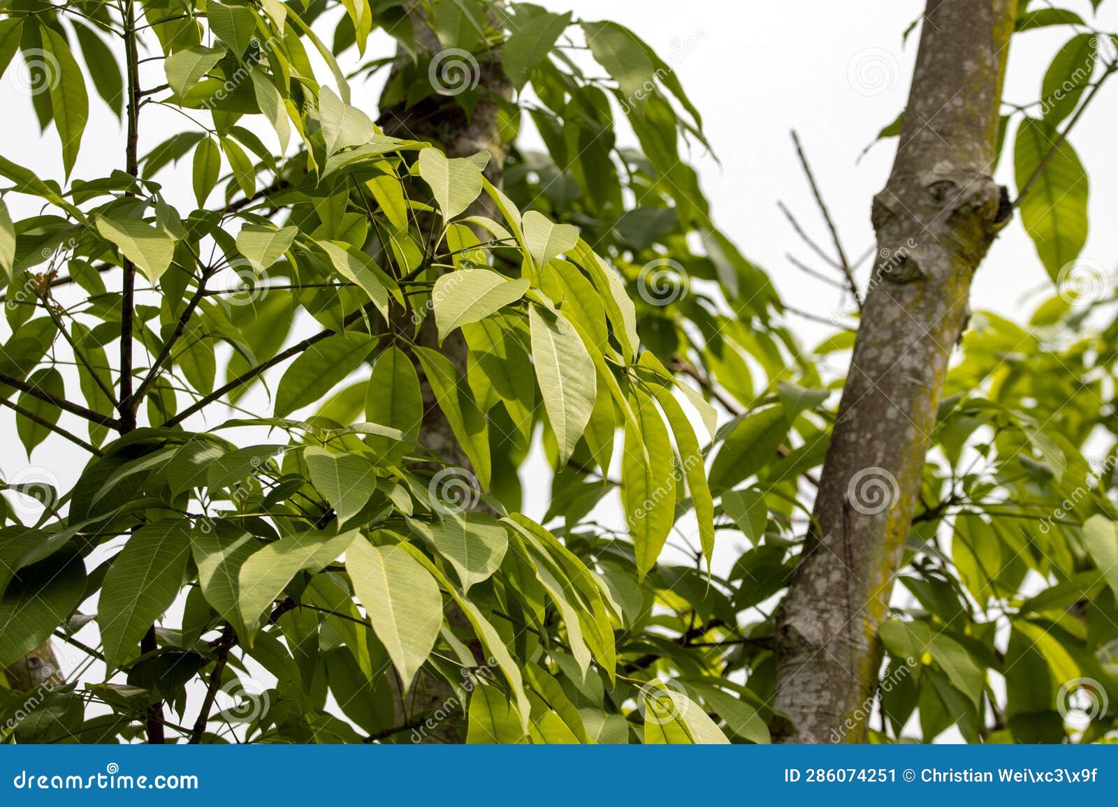 Foliage of a Rubber Tree, Hevea Brasiliensis Stock Image - Image of ...