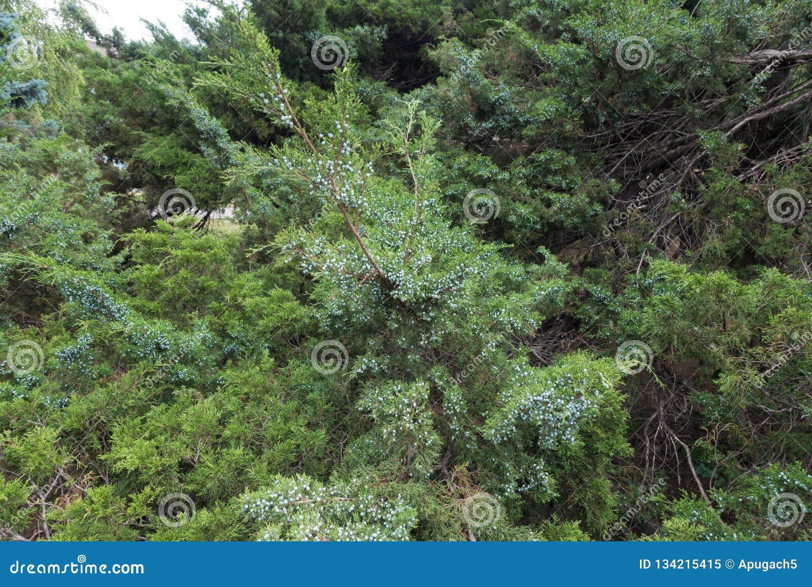 Foliage of Savin Juniper with Lots of Berries Stock Image - Image of ...