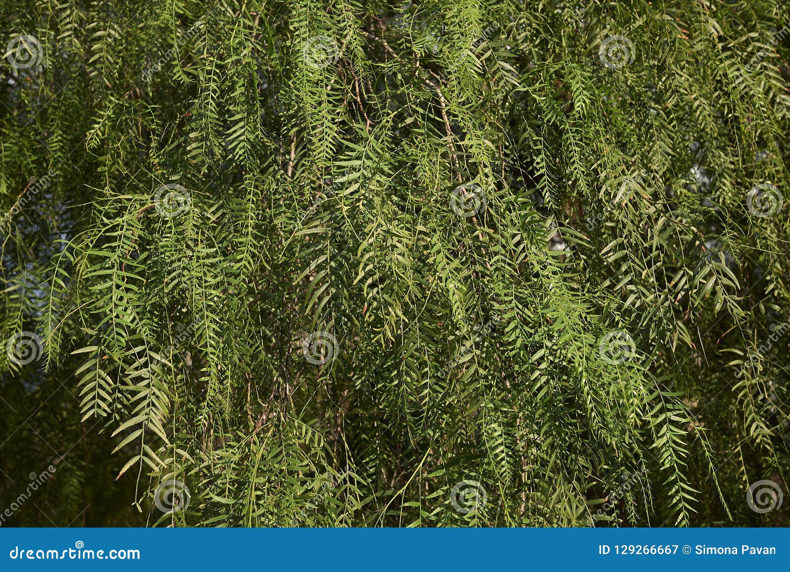Green Branches of Schinus Molle Tree Stock Image - Image of pink, peru ...