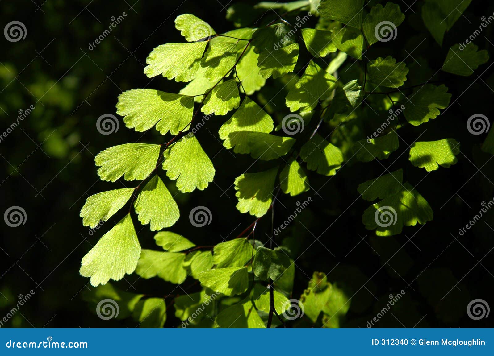 Foliage and shadow stock photo. Image of lush, rainforest - 312340
