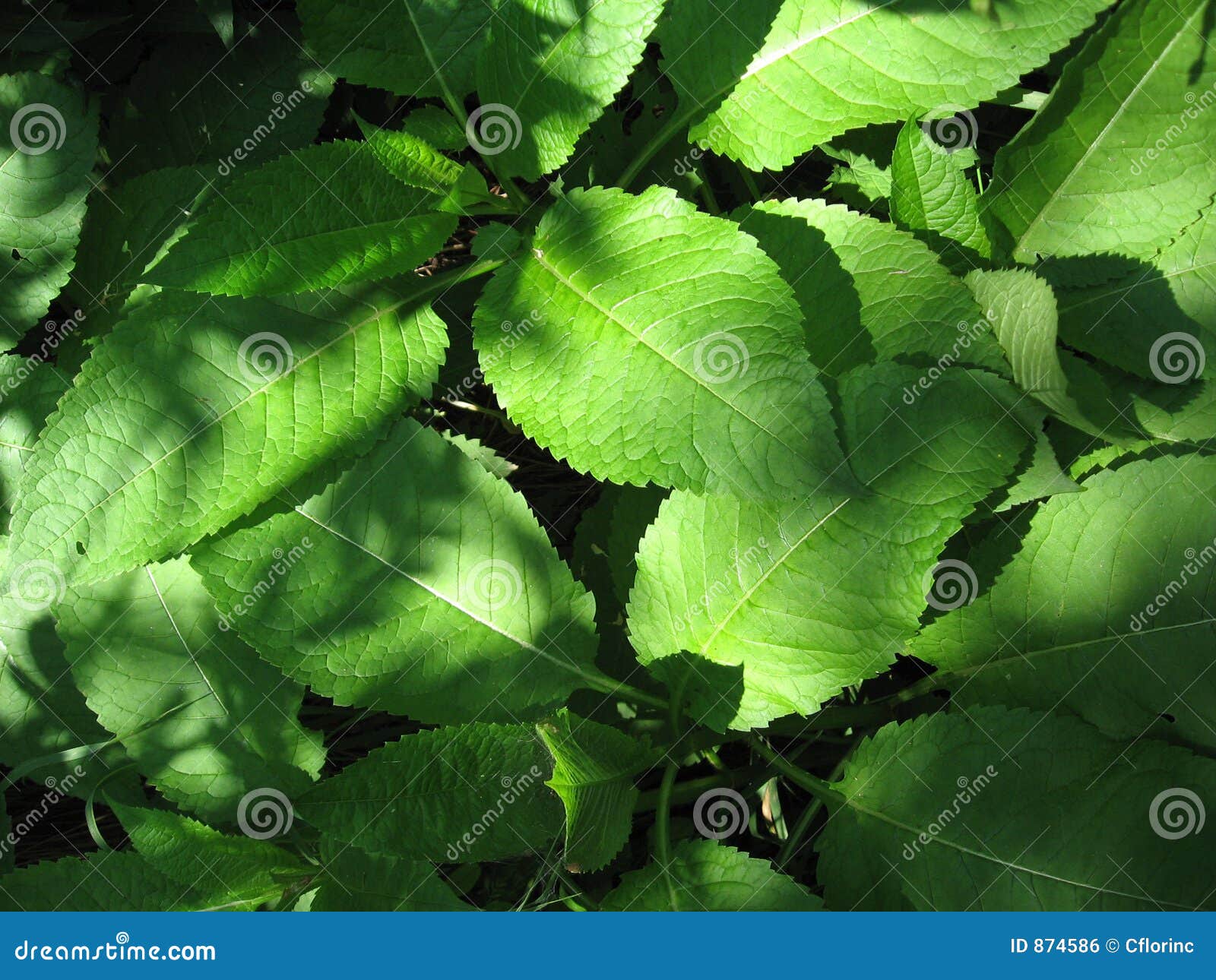 Foliage in the shadow stock photo. Image of nervier, vivid - 874586