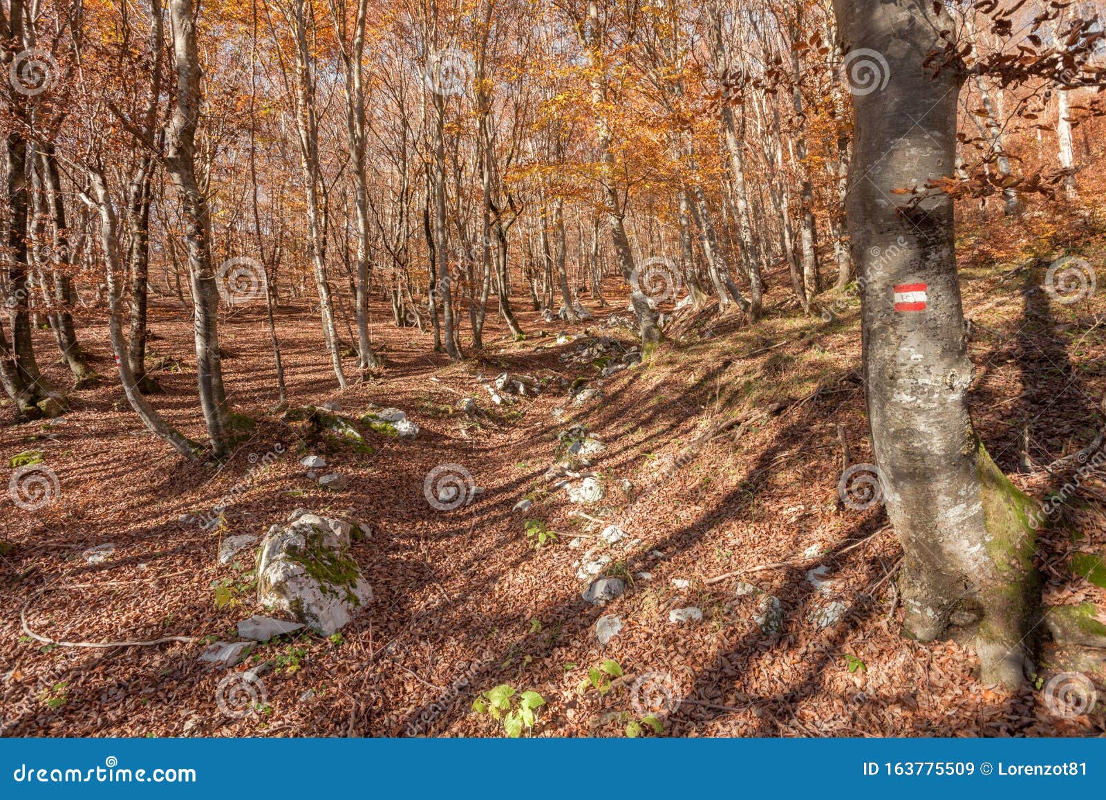 Foliage on the Sky in Autumn Inside a Birch Forest Stock Image - Image ...