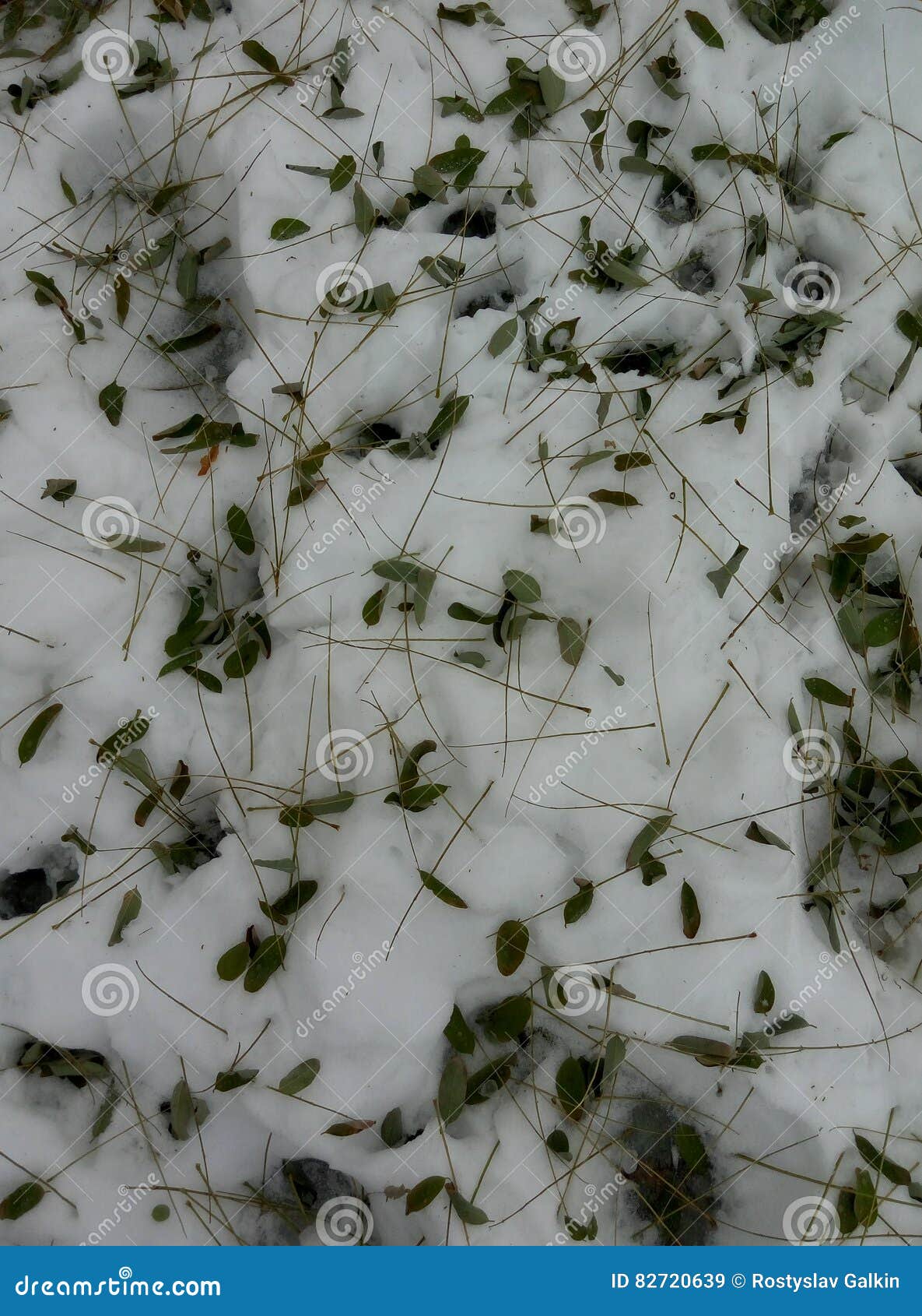 Foliage on snow stock image. Image of foliage, green - 82720639