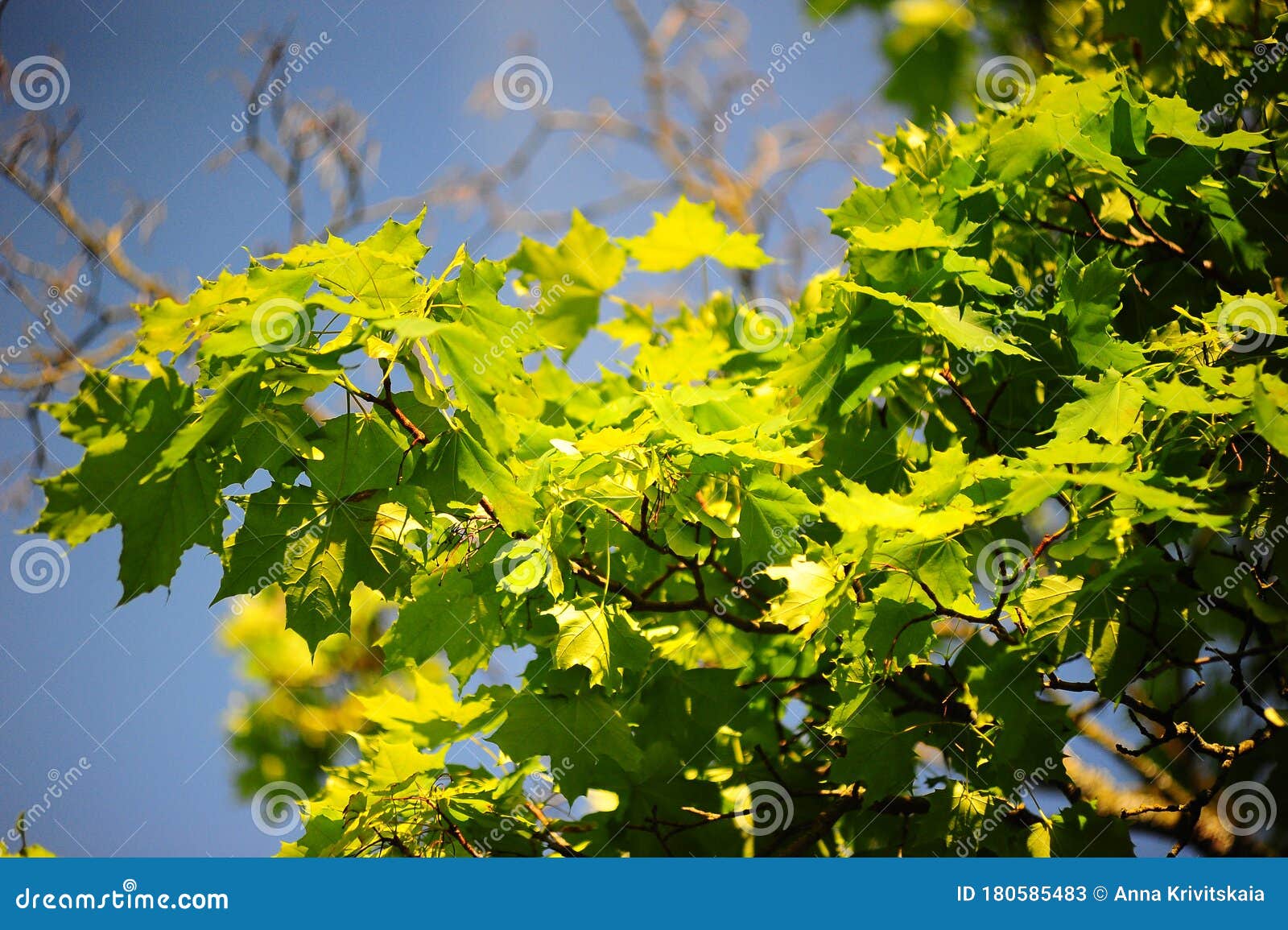 Foliage of spring maple stock image. Image of garden - 180585483