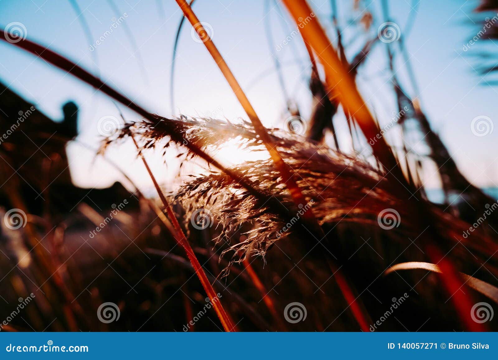 Foliage during Sunset at the Beach Stock Image - Image of sunset ...