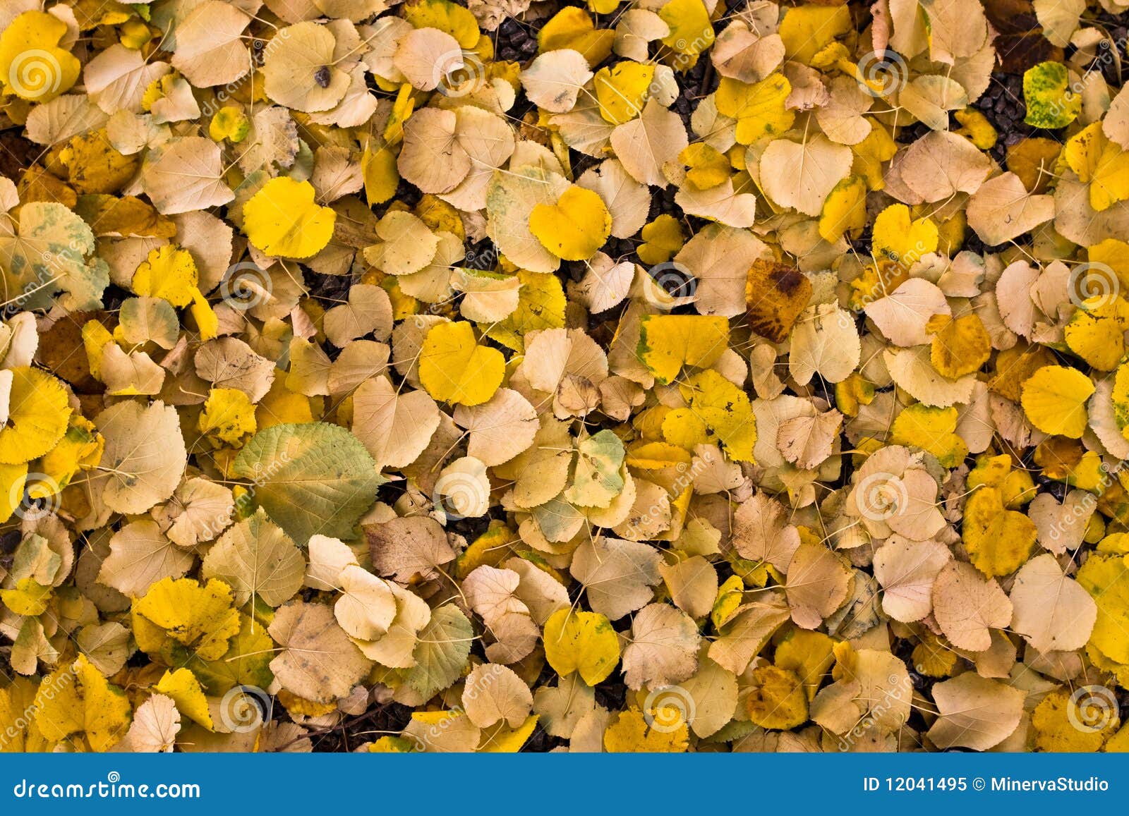 Foliage texture stock image. Image of ground, pattern - 12041495