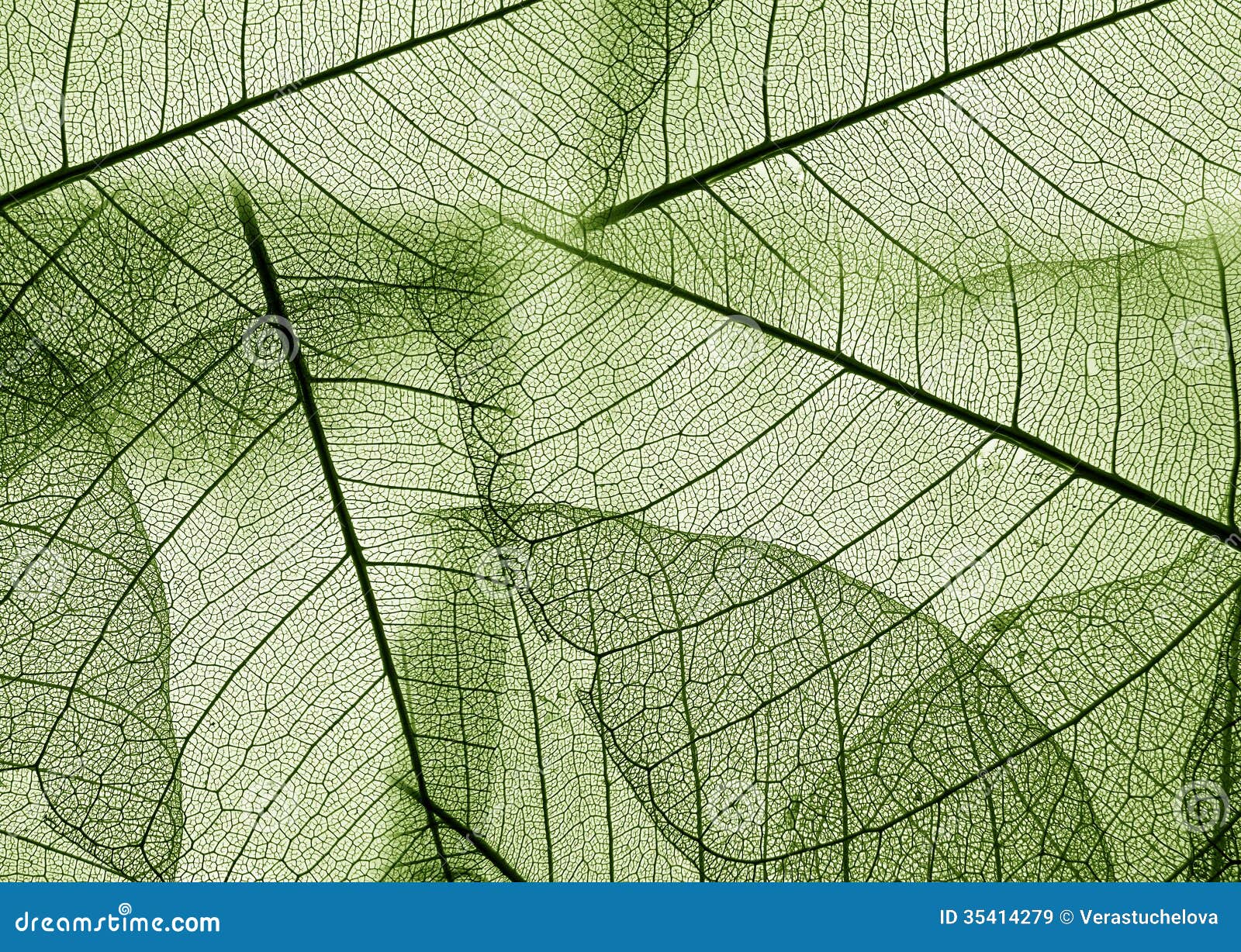 Foliage texture stock image. Image of foliage, natural - 35414279