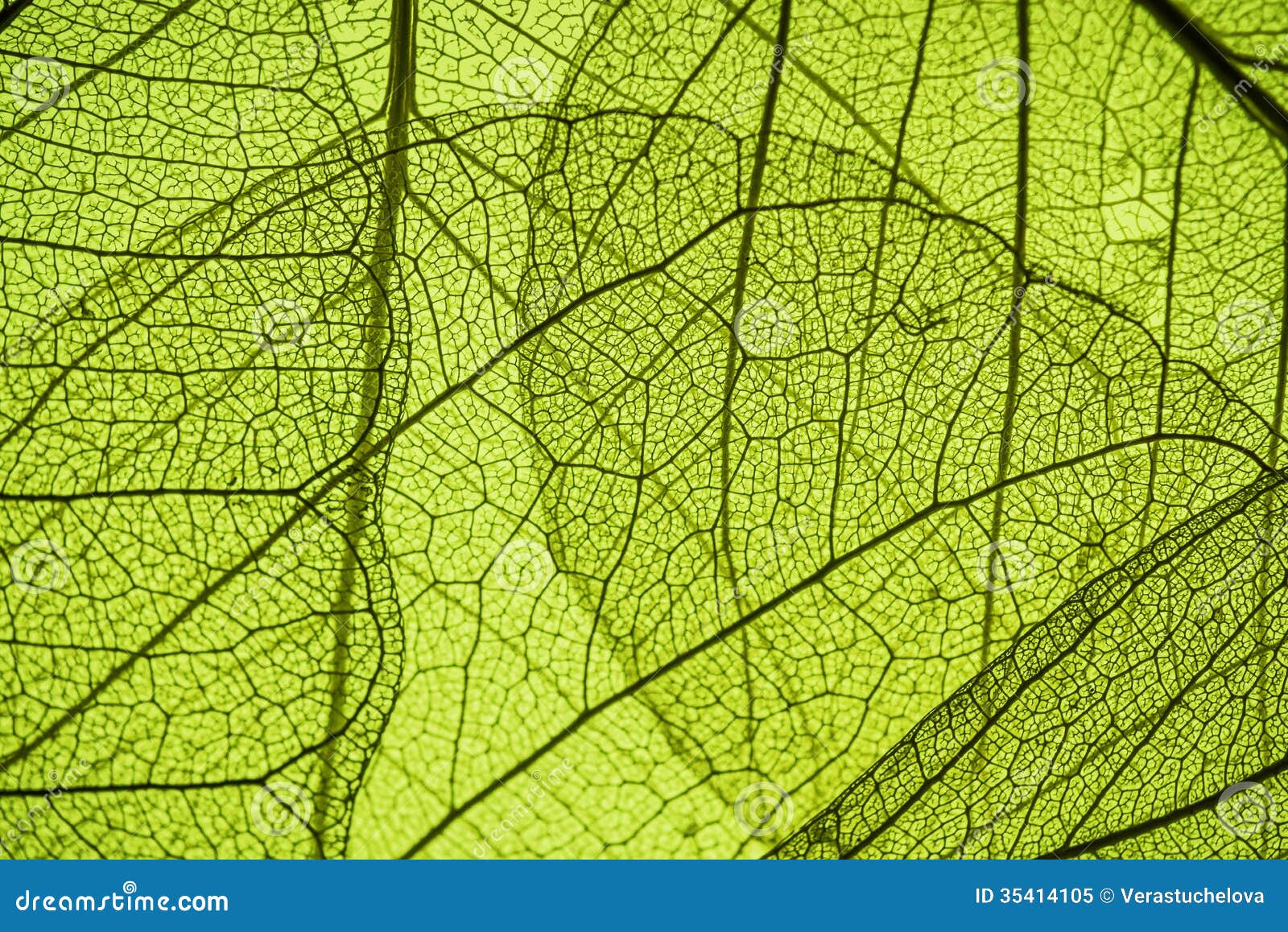 Foliage texture stock image. Image of backdrop, botanic - 35414105