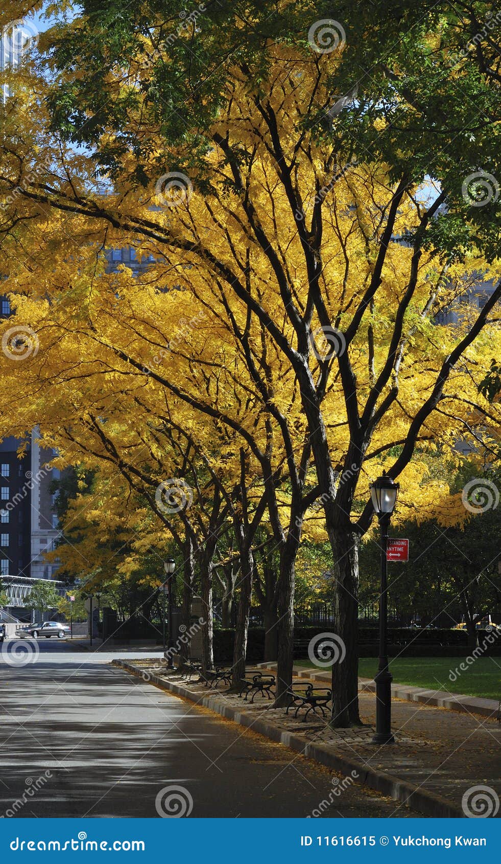 Foliage in a Tree-line Street in Manhattan Stock Image - Image of ...