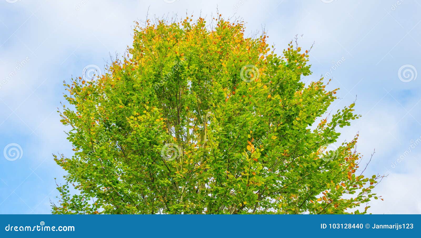 Foliage of a Tree in Sunlight at Fall Stock Photo - Image of canopy ...