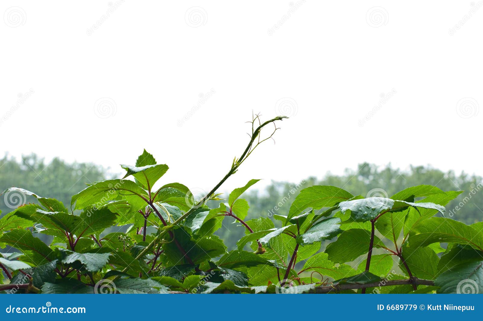Foliage and tree tops stock image. Image of foliage, plant - 6689779