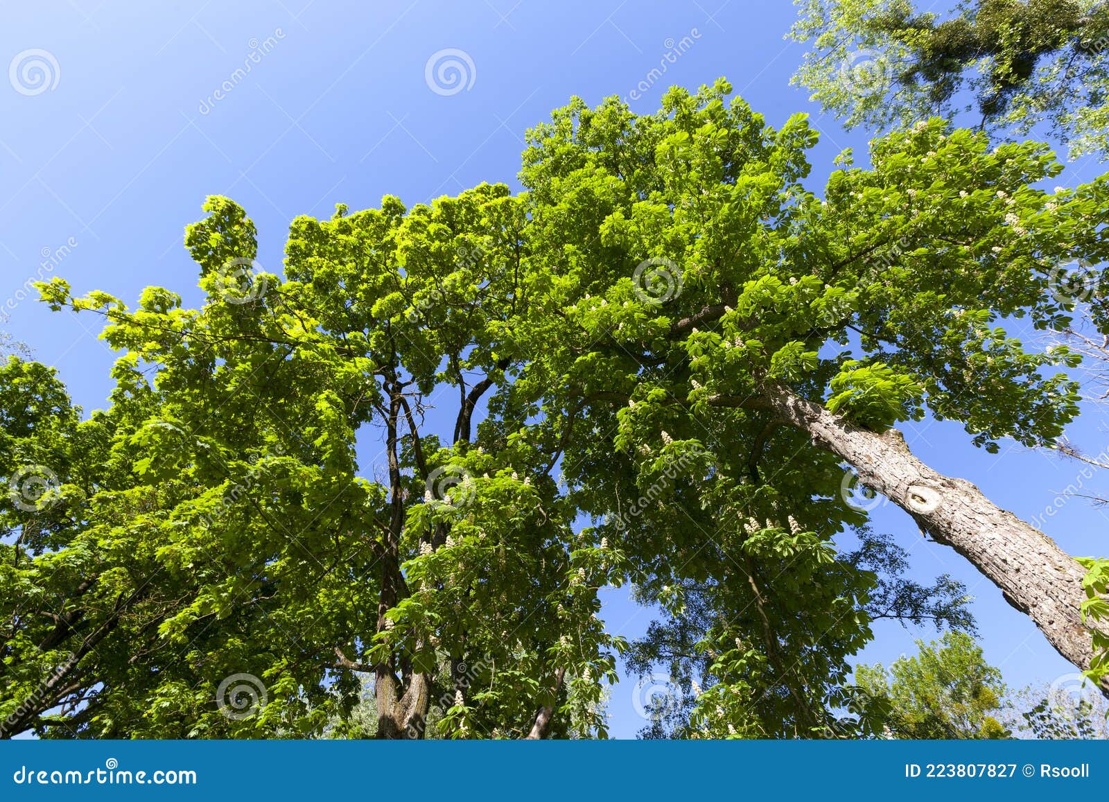 Foliage of the Trees is Illuminated by Bright Sunlight Stock Image ...