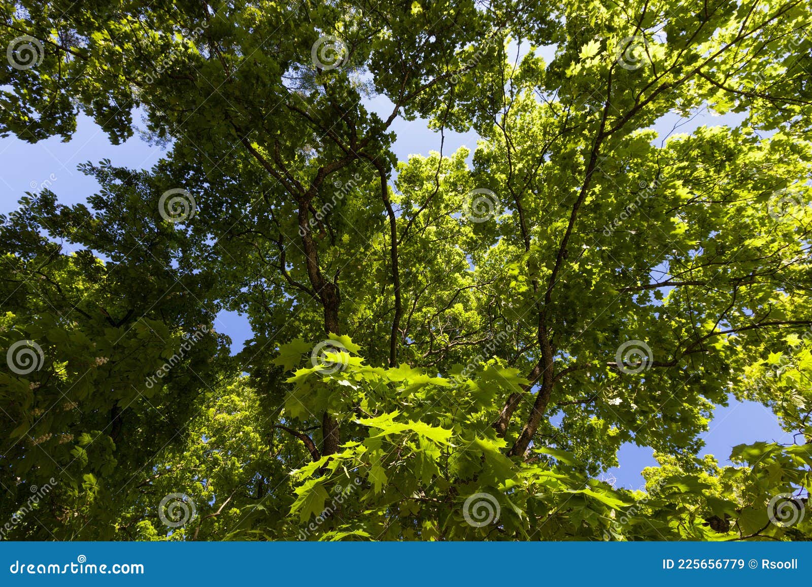 Foliage of the Trees is Illuminated by Bright Sunlight Stock Image ...