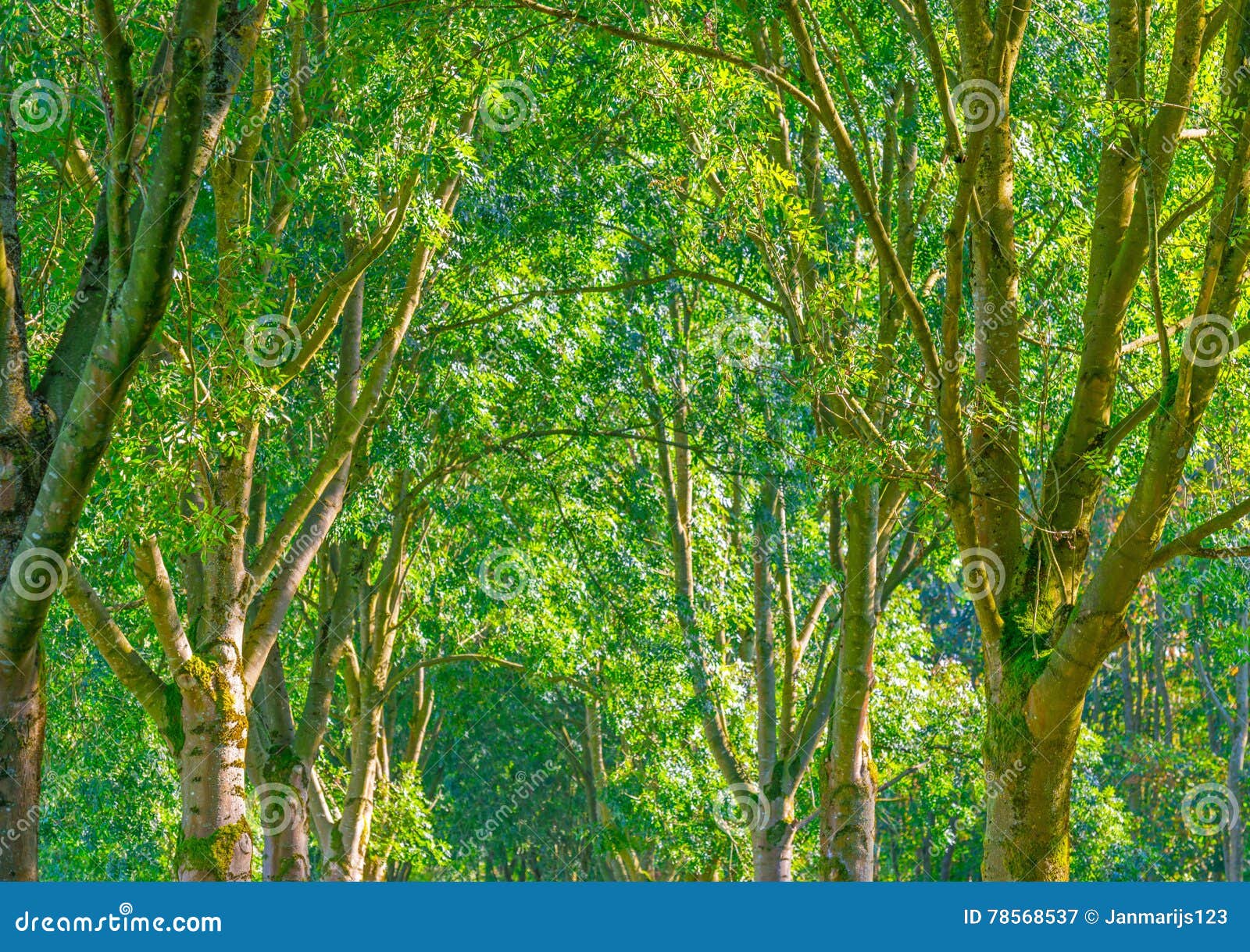 Foliage of Trees in a Row in Sunlight Stock Image - Image of forest ...