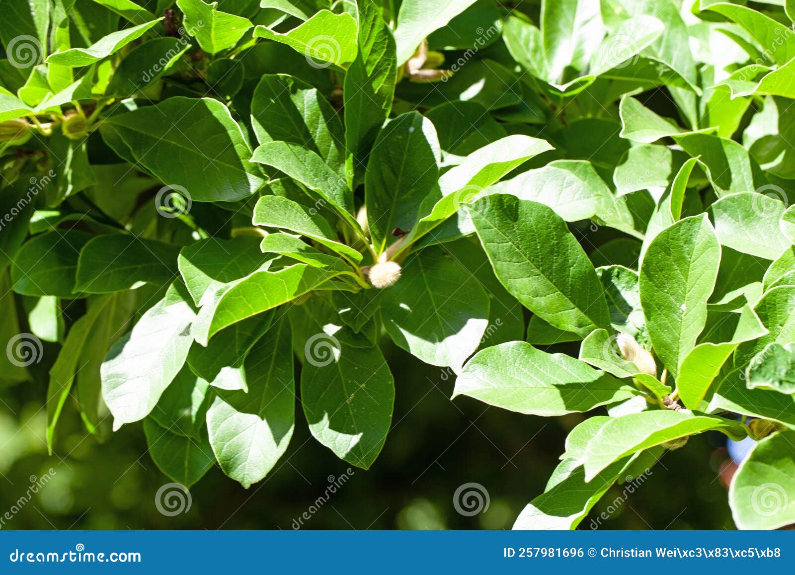 Foliage of a Tupelo, Nyssa Sylvatica Stock Photo - Image of wood ...