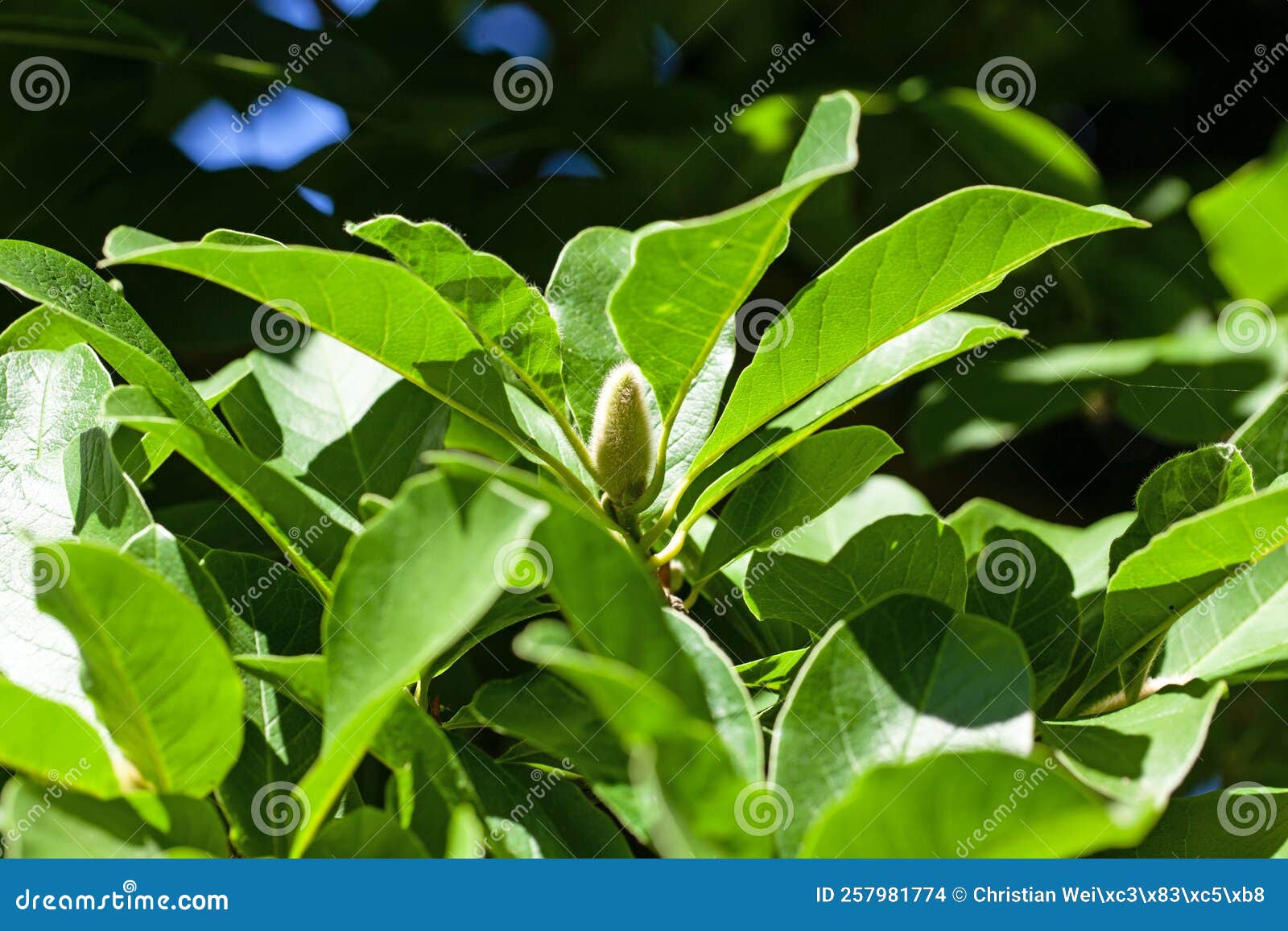 Foliage of a Tupelo, Nyssa Sylvatica Stock Photo - Image of foliage ...