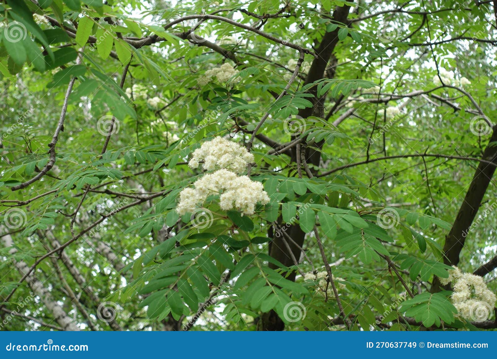 Foliage and White Flowers of Rowan Tree in May Stock Image - Image of ...