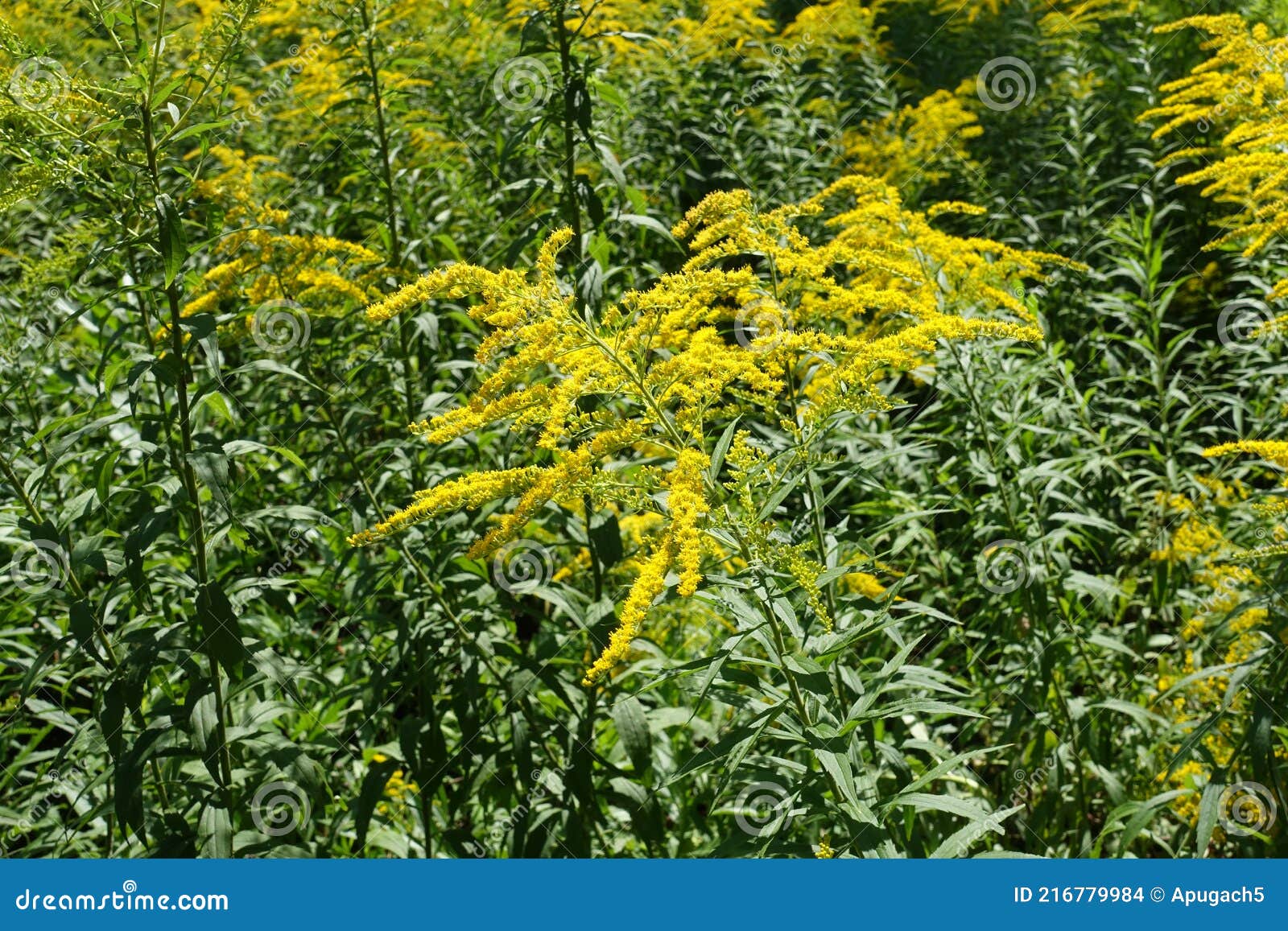 Foliage and Yellow Flowers of Solidago Canadensis Stock Photo - Image ...