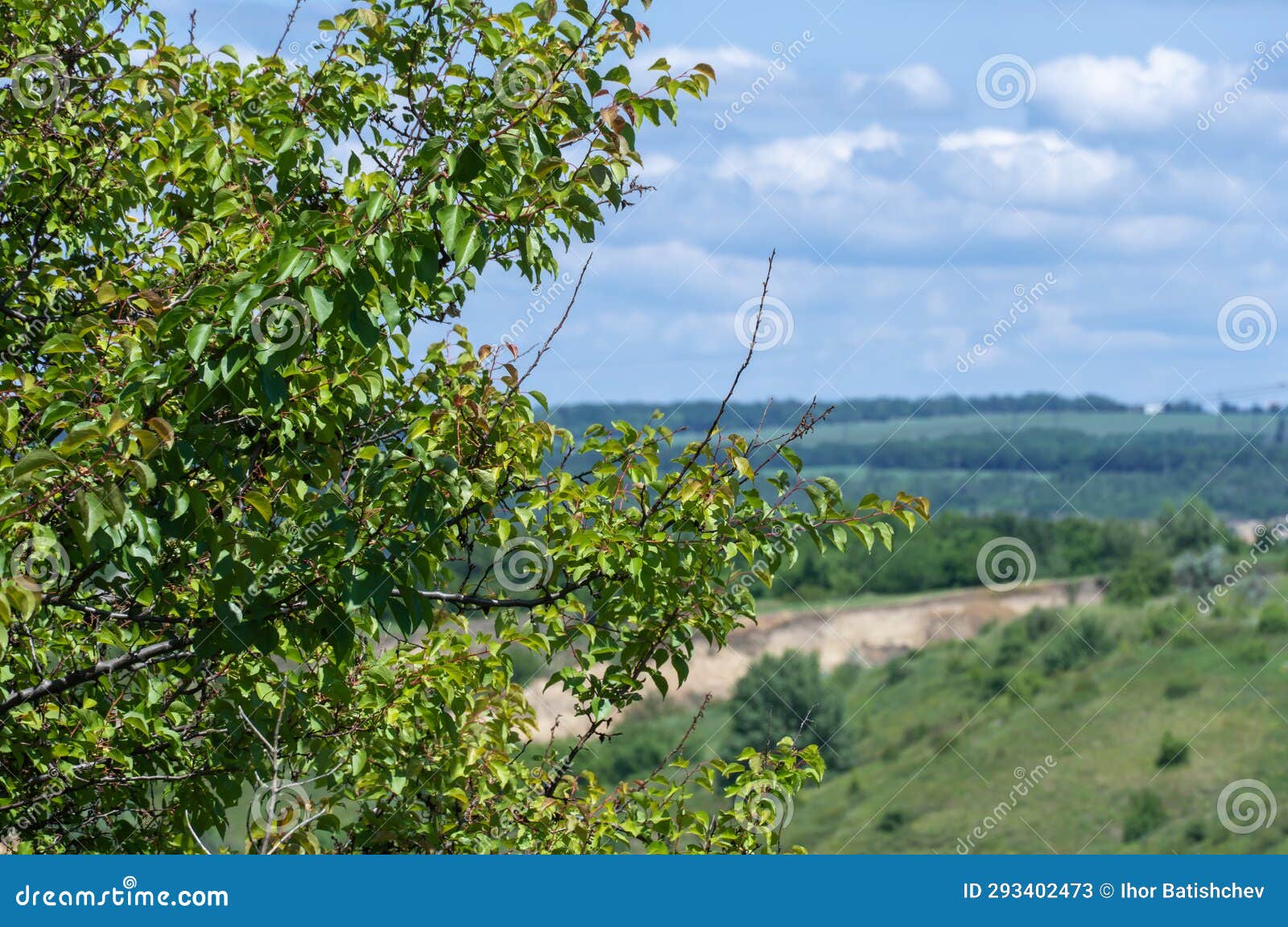 Foliage of Young Tree in Spring Time. Branches Wild Apricot in Ravine ...